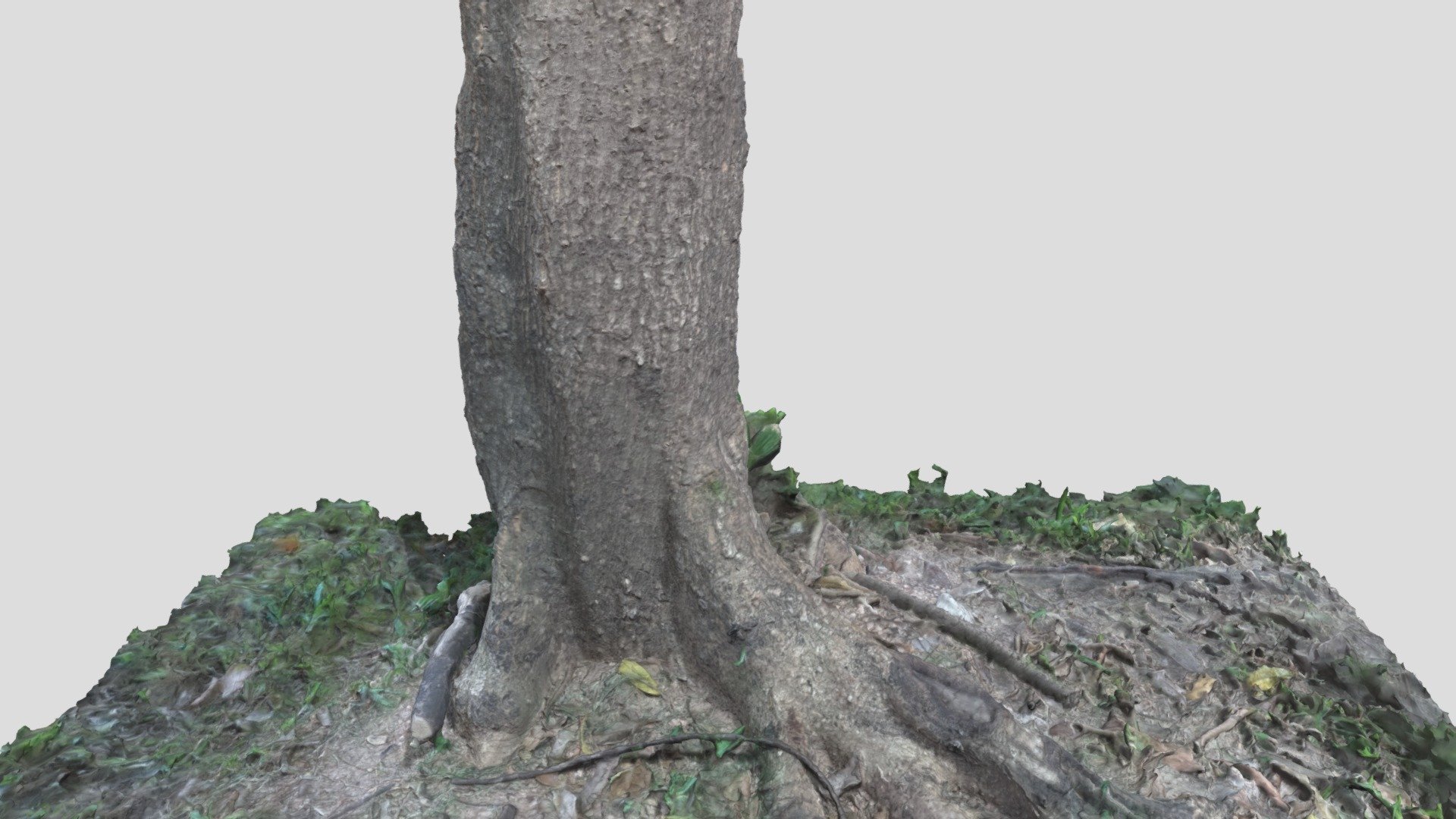 Tree 08 Scan - Download Free 3D model by joeshu [6d790f4] - Sketchfab