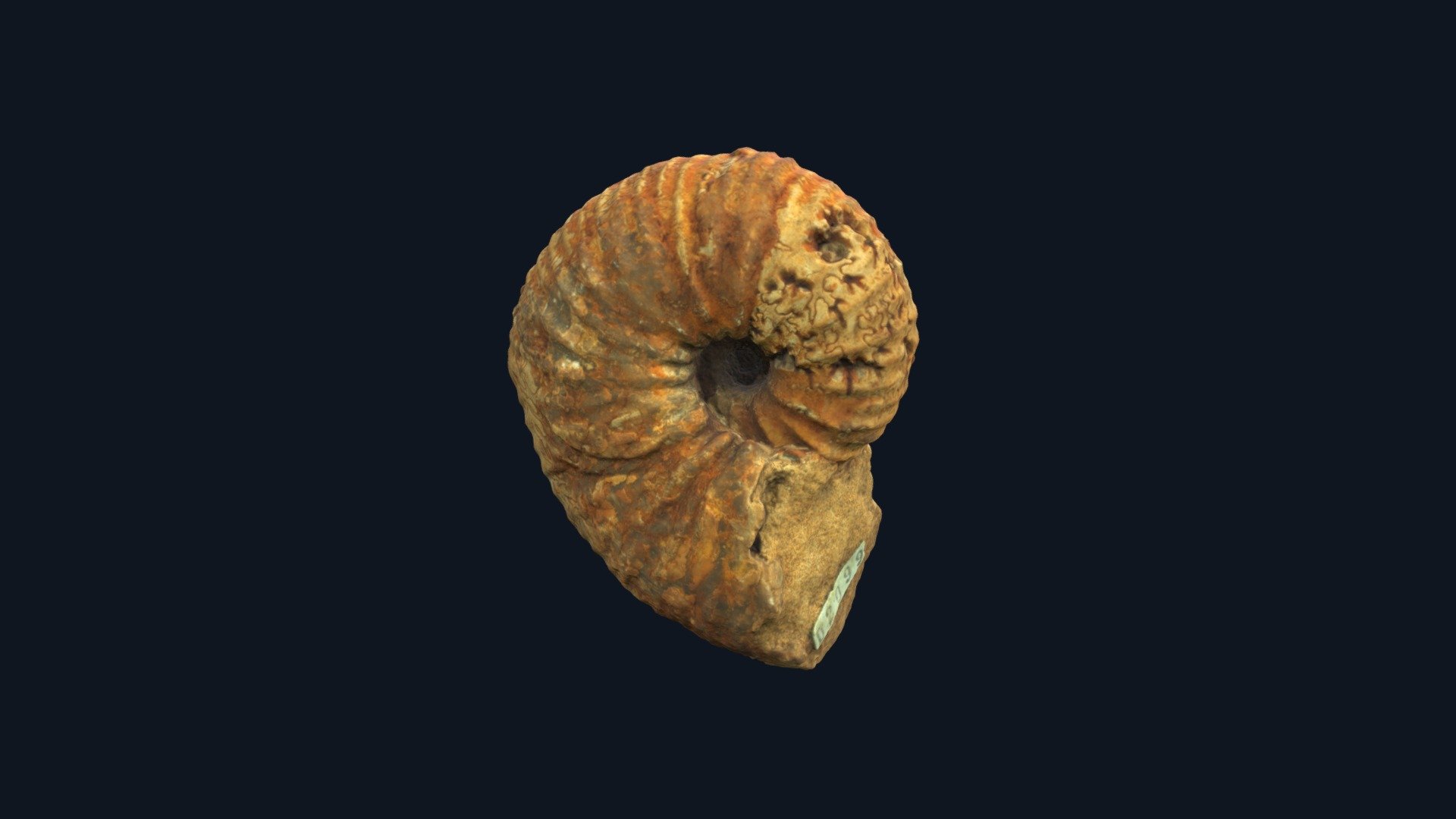 Scaphites n. sp. D2099 - Buy Royalty Free 3D model by Shellie Luallin ...