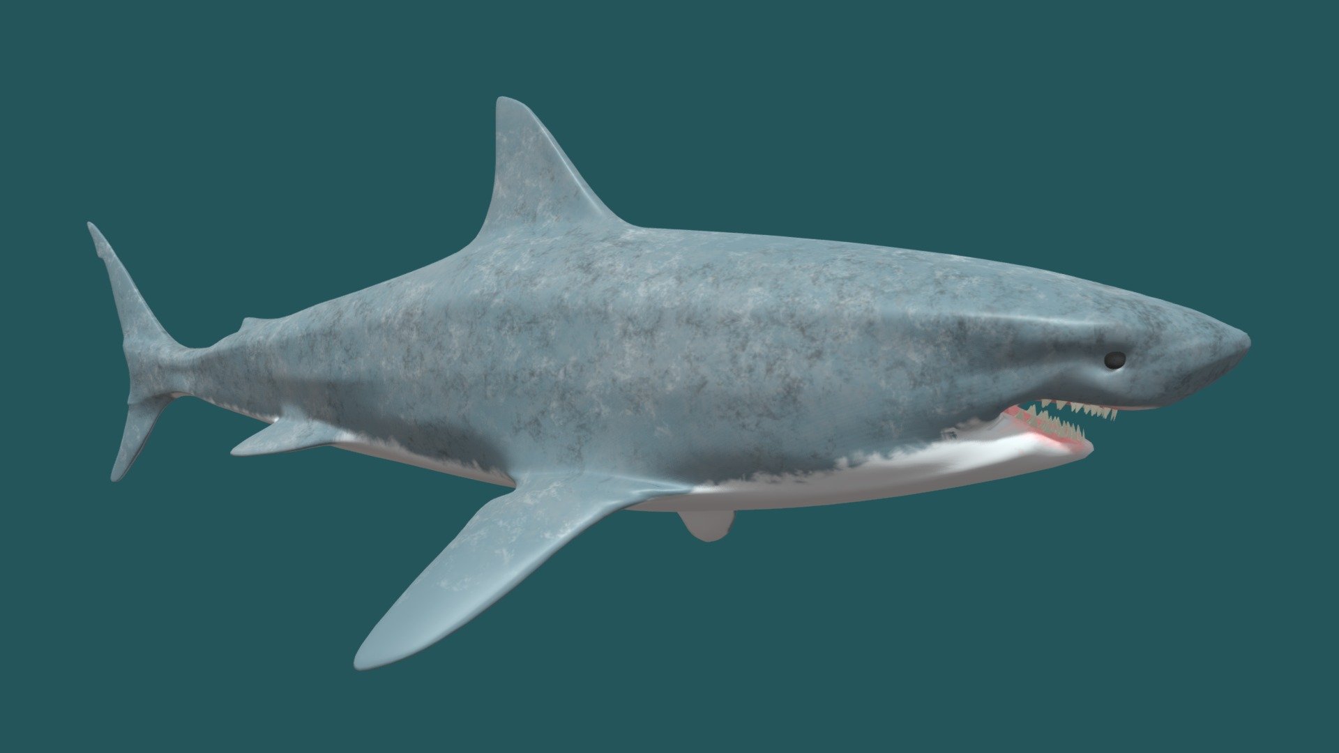 White Shark - 3D model by Javier Pozuelo Burgos (@Fanre5) [6d7fa71 ...
