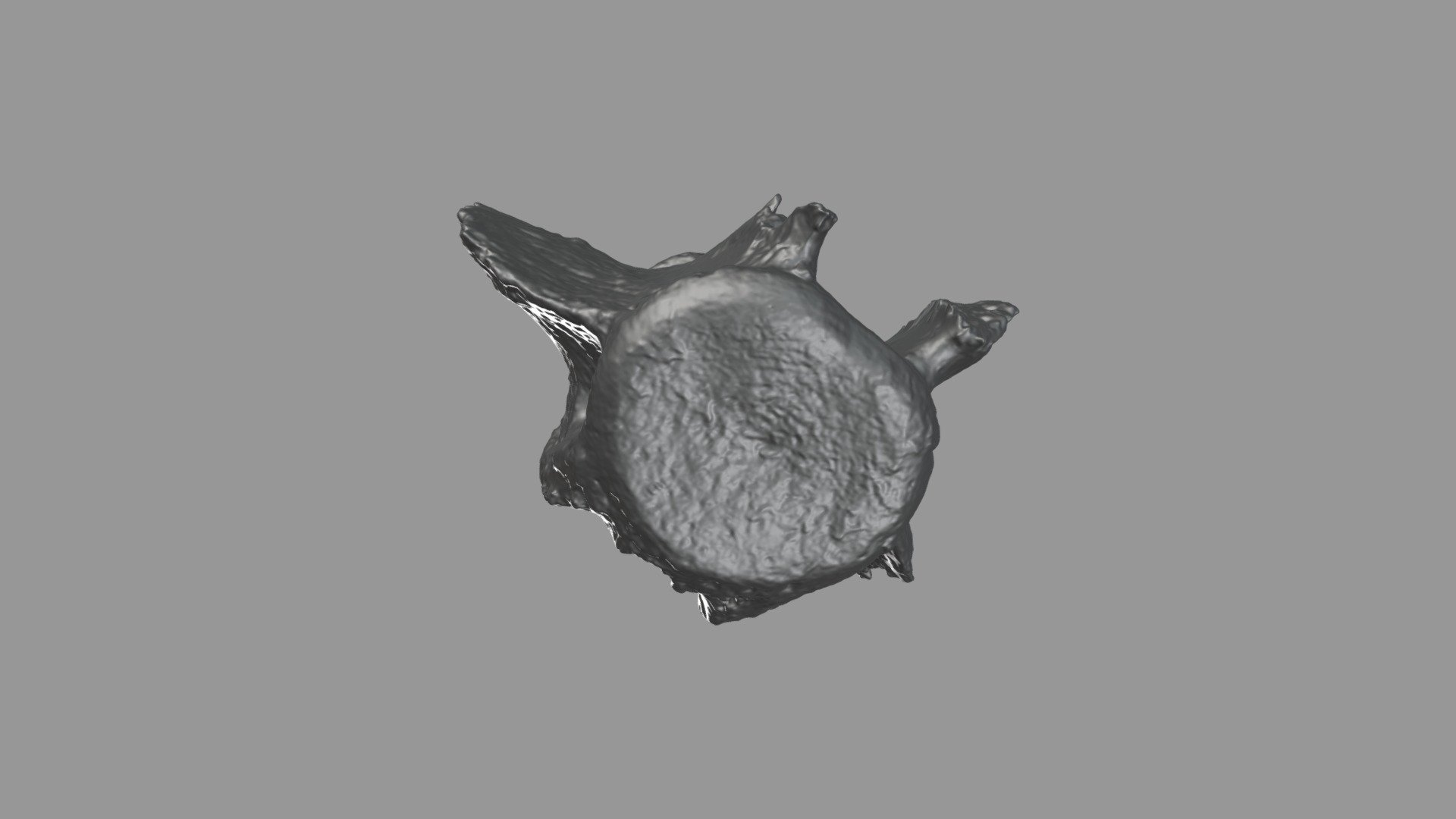 Paramylodon harlani vertebra - Download Free 3D model by ...