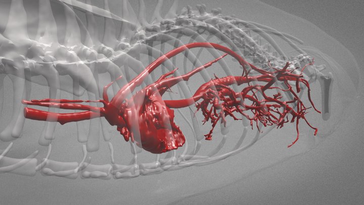 Veterinarian 3D models - Sketchfab
