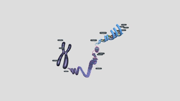 Bacteria 3D models - Sketchfab