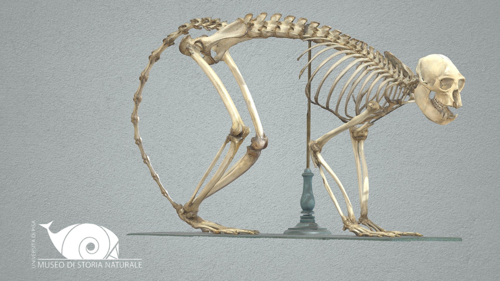 Mantled guereza - 3D model by Natural History Museum, University of ...