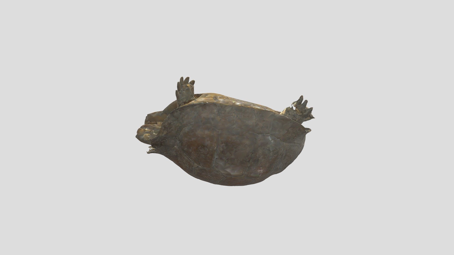Manouria emys (Testudo Emys) - 3D model by EvoMorphoLab ...