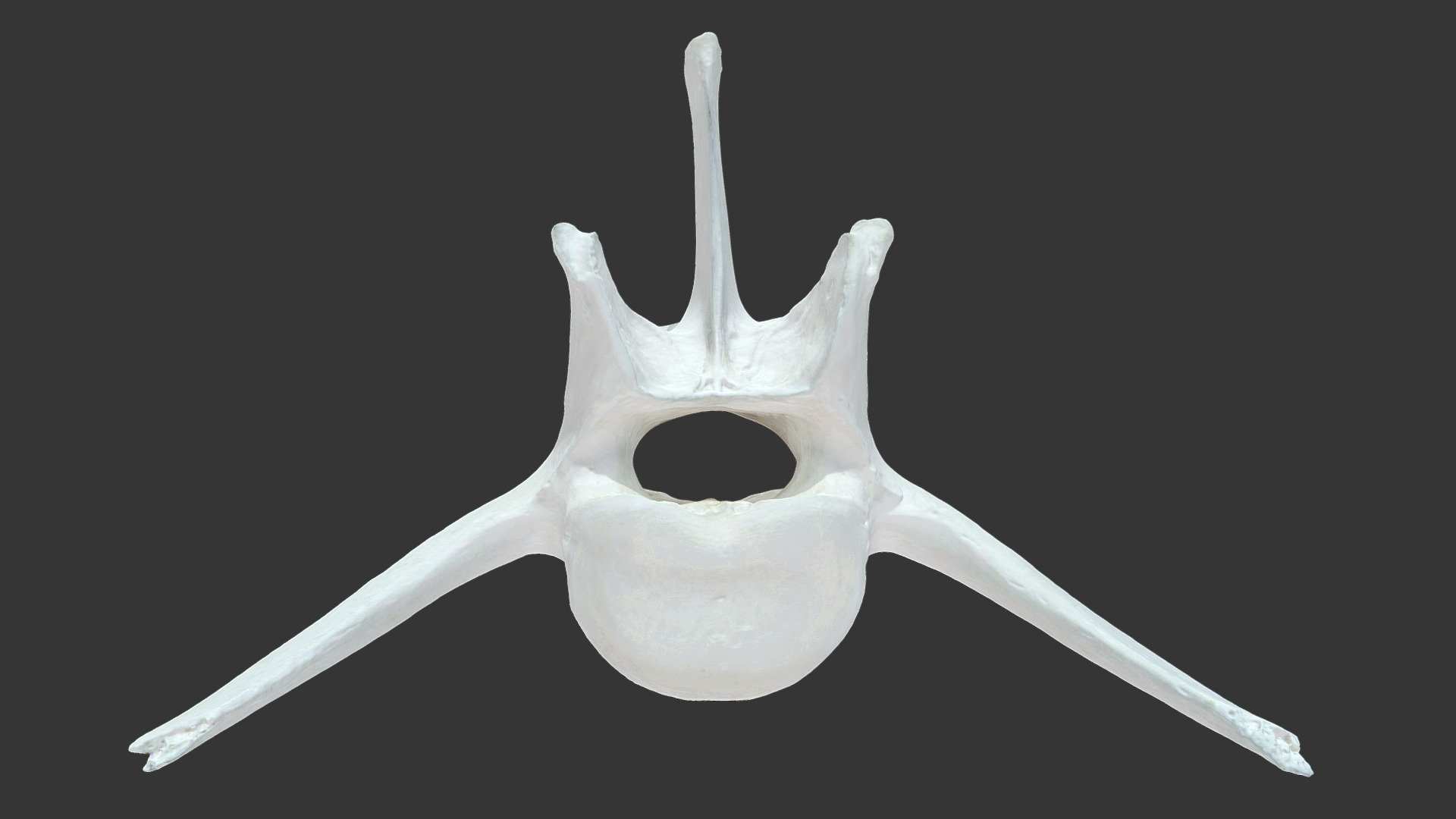 Perro: Vértebra lumbar - 3D model by PaleoLab-ULE [6d9d3e3] - Sketchfab