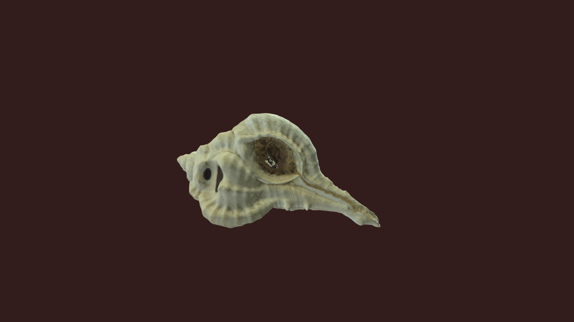 Vokesimurex rubidis - Buy Royalty Free 3D model by Shellie Luallin ...