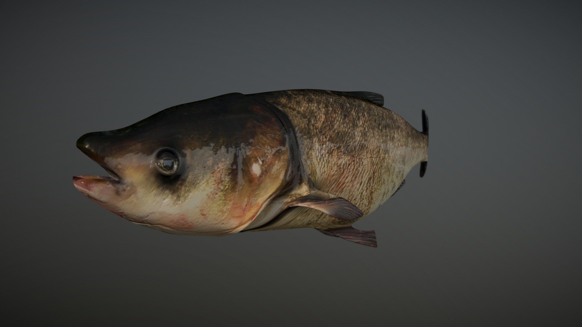 Silver Fish - Download Free 3D model by Šimon Ustal (@simonustal ...