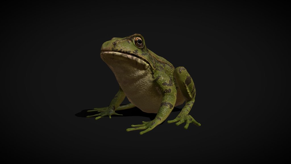 Animated Animals - A 3D model collection by doccharly - Sketchfab