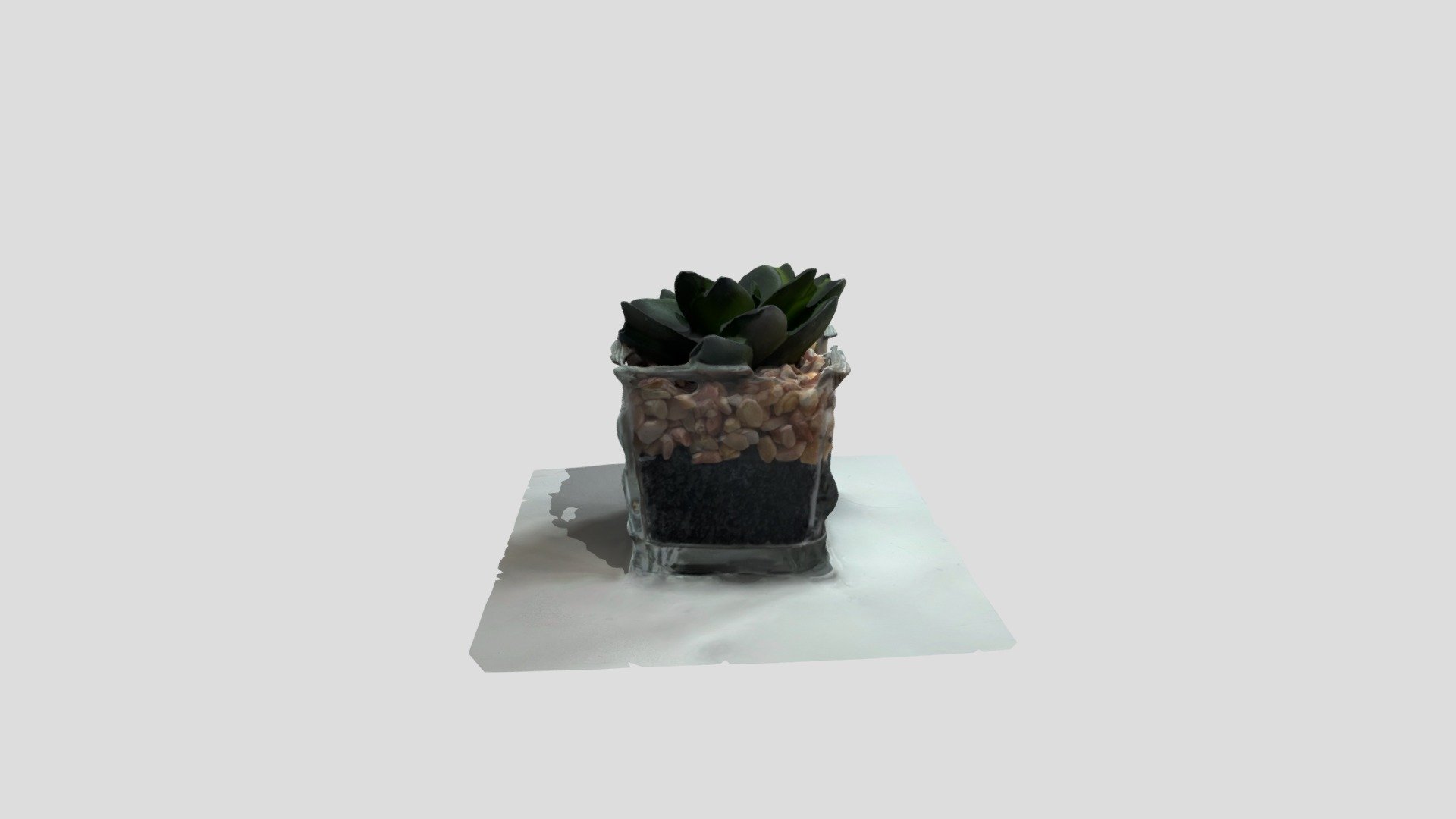 Succulent Photogrammetry - 3D model by casey.w [6daaa76] - Sketchfab
