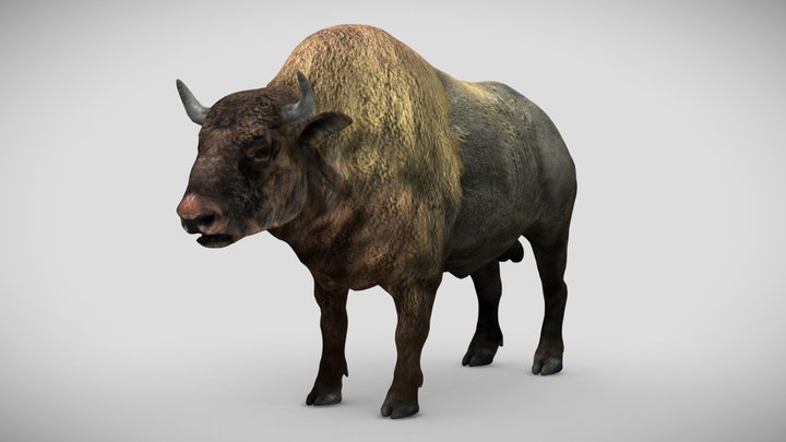 Bison 3D models - Sketchfab
