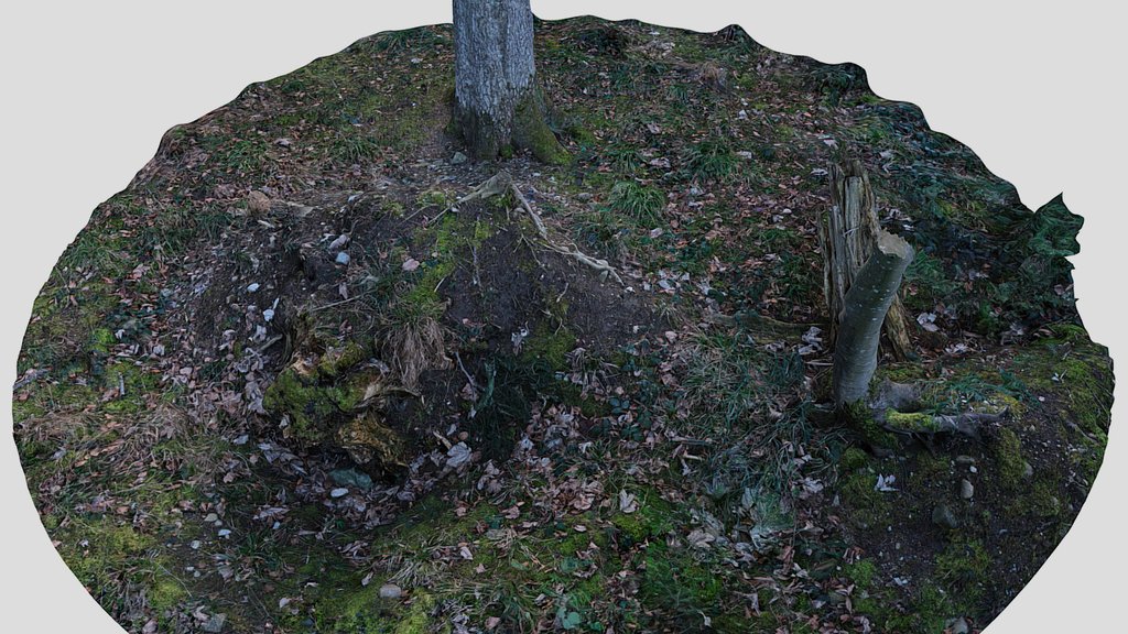 Tree scans - A 3D model collection by immerge - Sketchfab