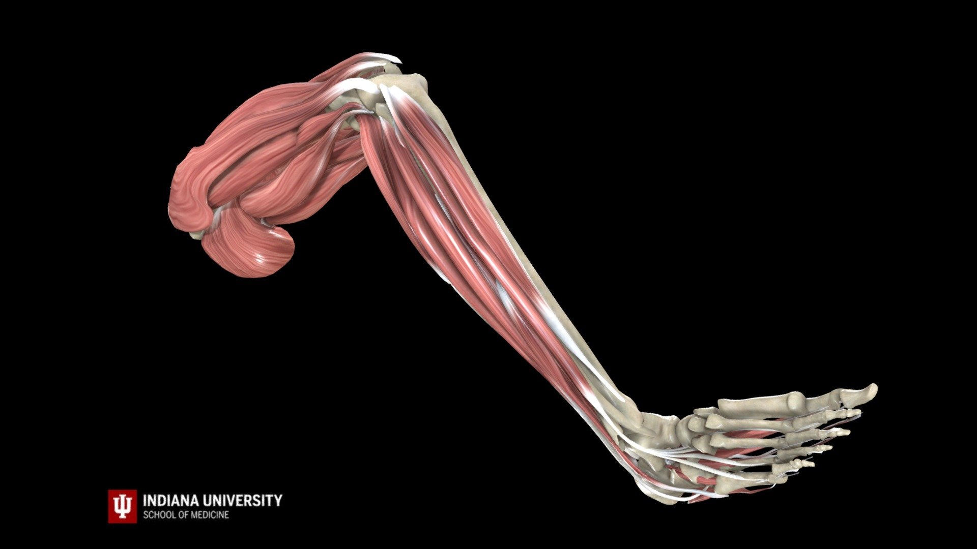 Knee - ACL: Lachman's Test - Female - 3D model by Znyth Technologies ...