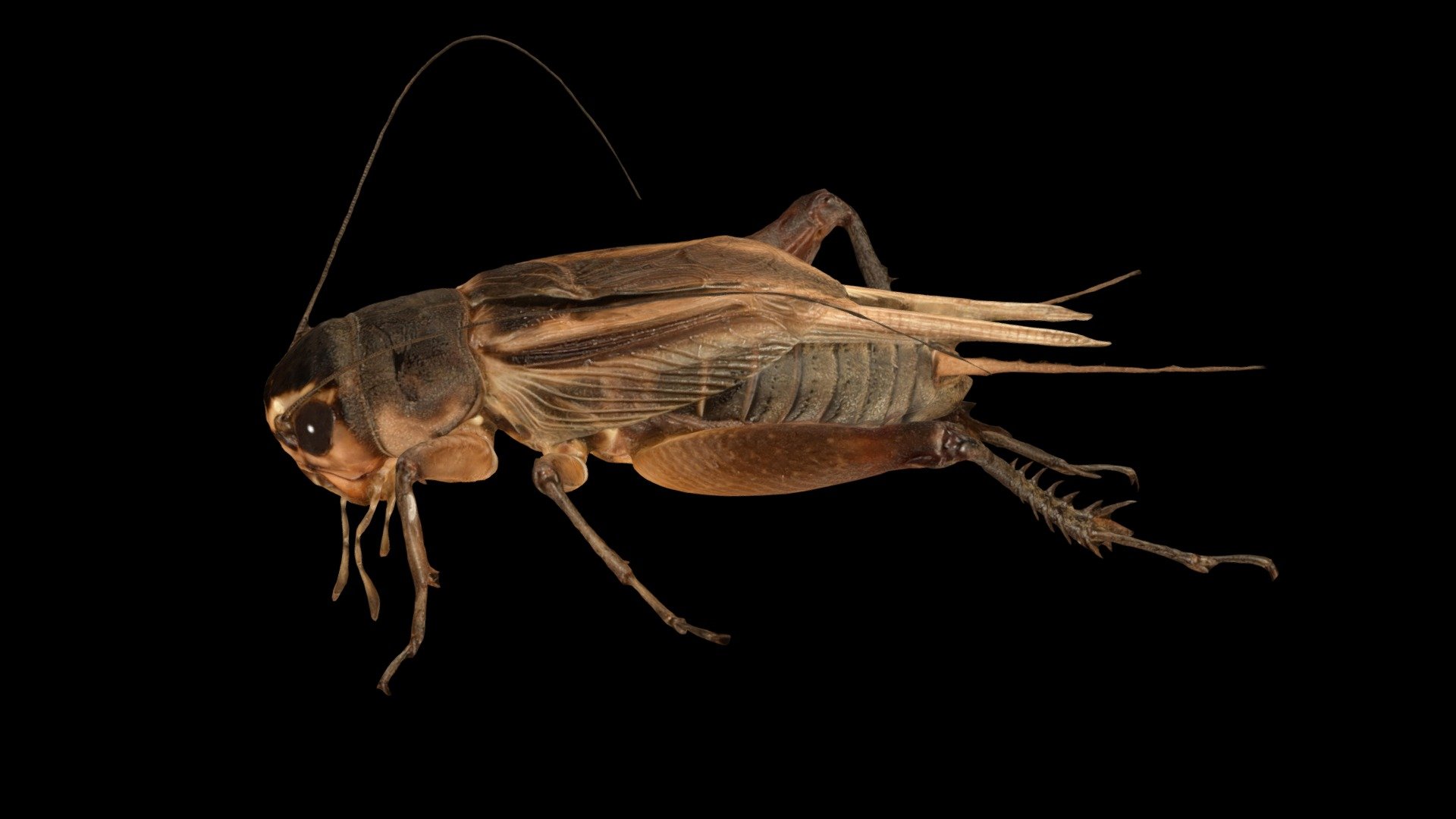 CC0 エンマコオロギ 🦗 ♂ Emma Field Cricket, T. emma - Download Free 3D model by ...
