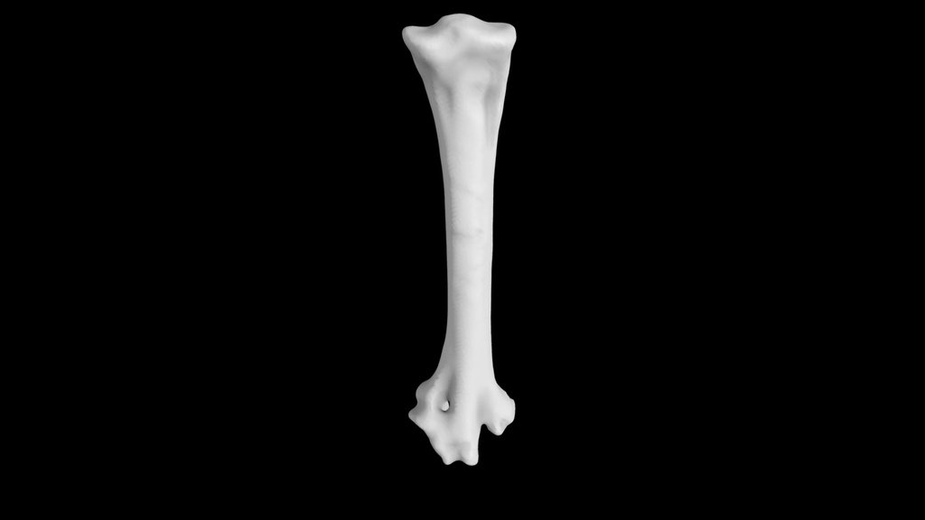 Bird Bones - A 3D model collection by Auckland Museum (@aucklandmuseum ...