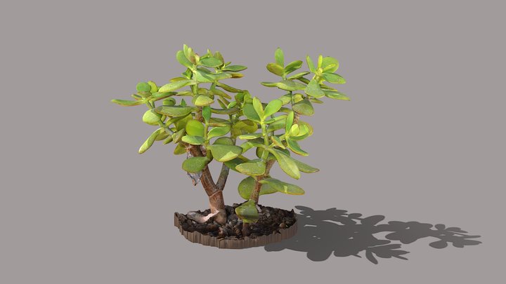 Plant-scan 3D models - Sketchfab