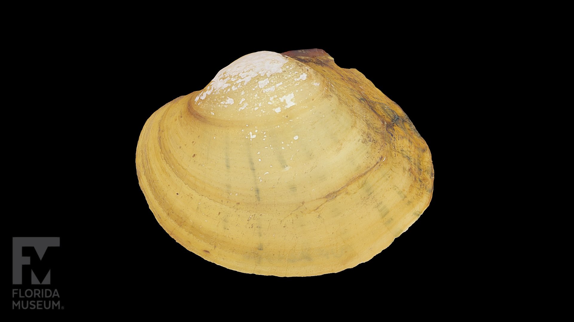Lined pocketbook - Freshwater Mussel - 3D model by FloridaMuseum ...