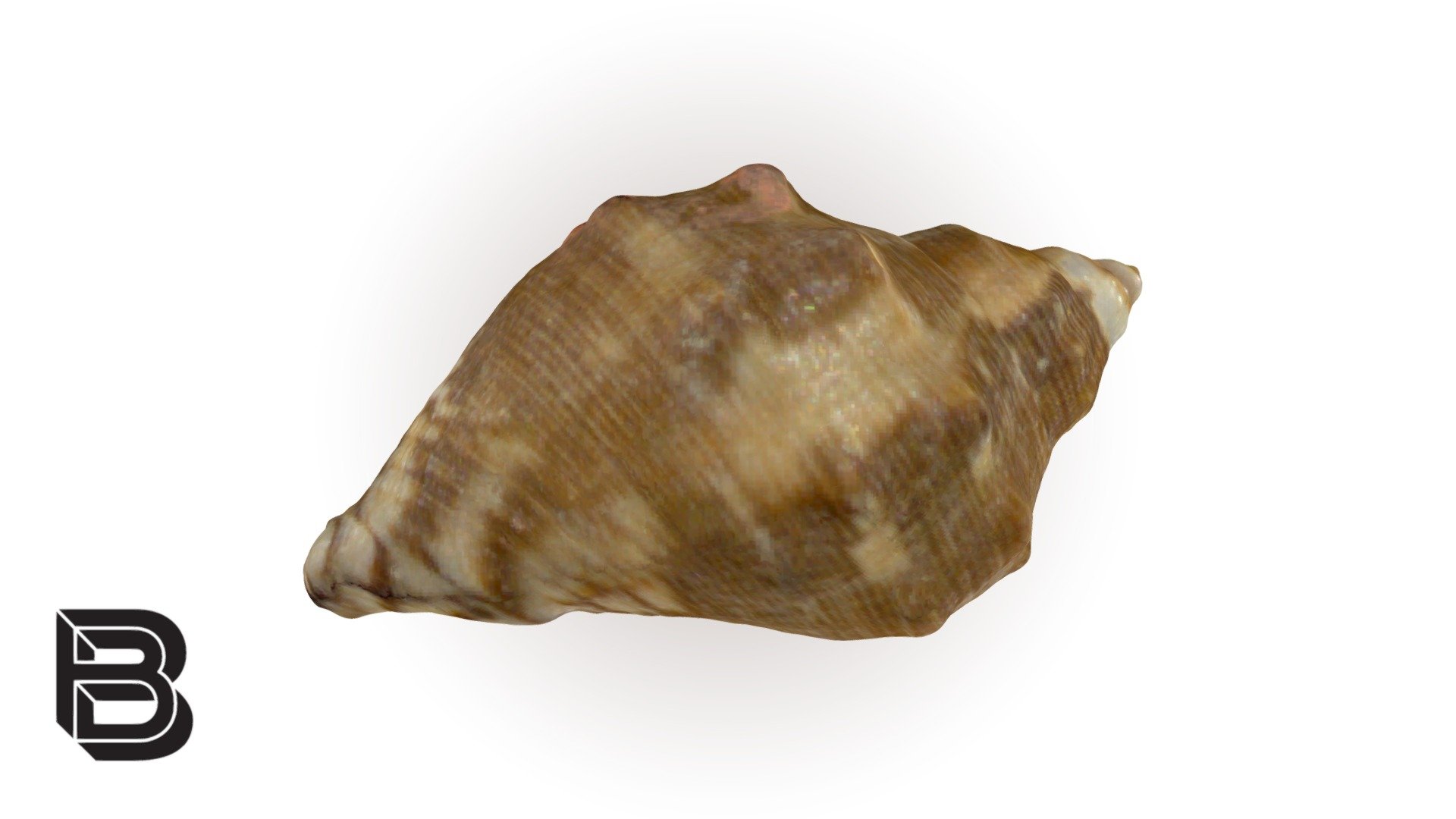 Florida Rock Snail Shell - 3D model by The Bishop Museum of Science and ...