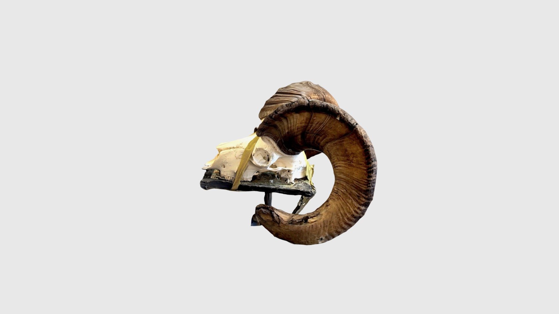 Broomed Dall sheep - Download Free 3D model by wantj43 [6dc63fa ...