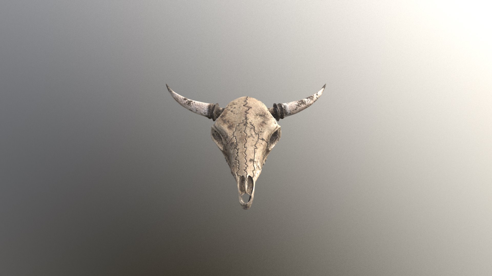 Cow Skull Prop - 3D model by meaghansearle [6dc681b] - Sketchfab