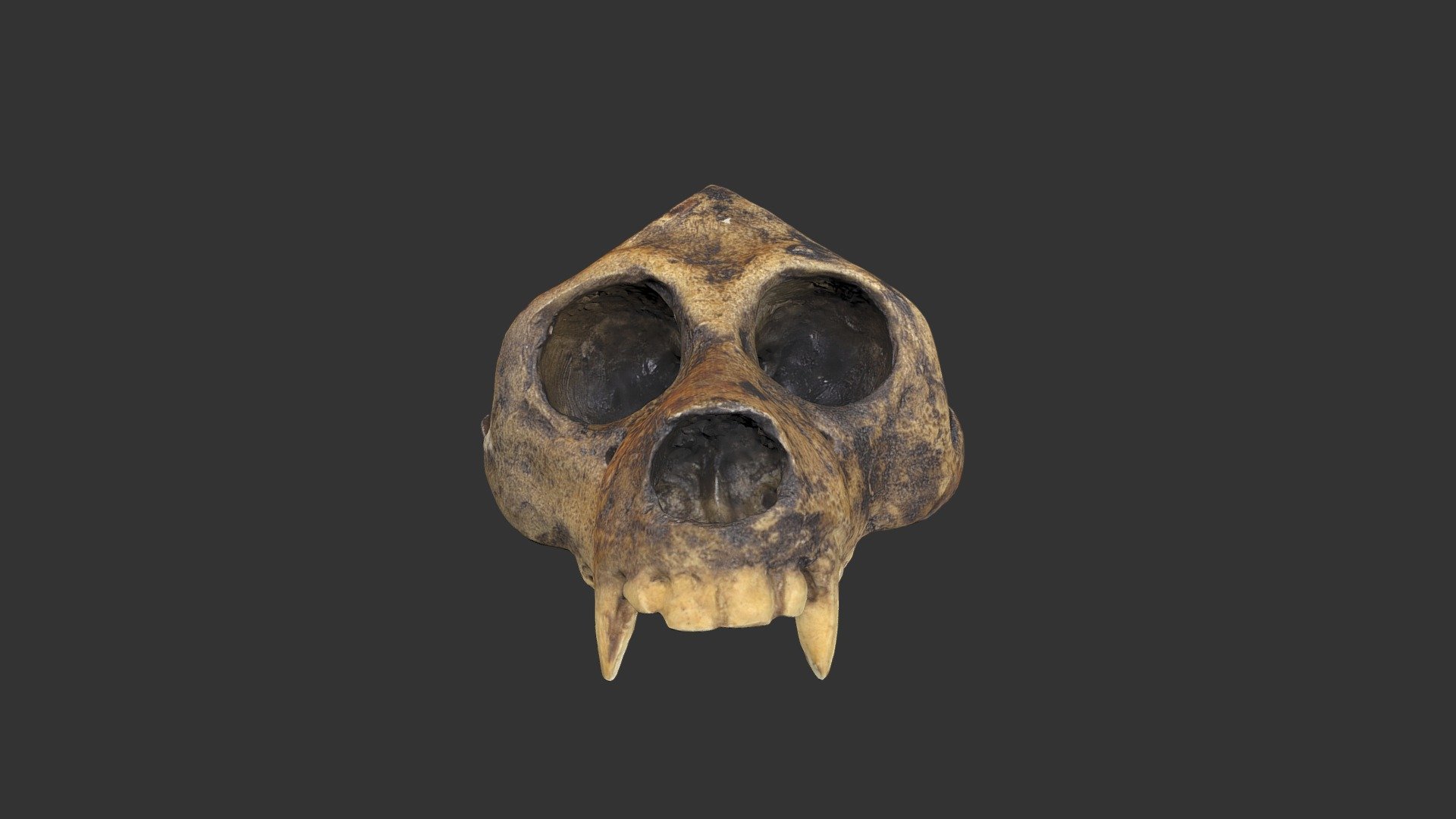 Aegyptopithecus zeuxis (2501-1rp65-1) - 3D model by RLA Archaeology ...