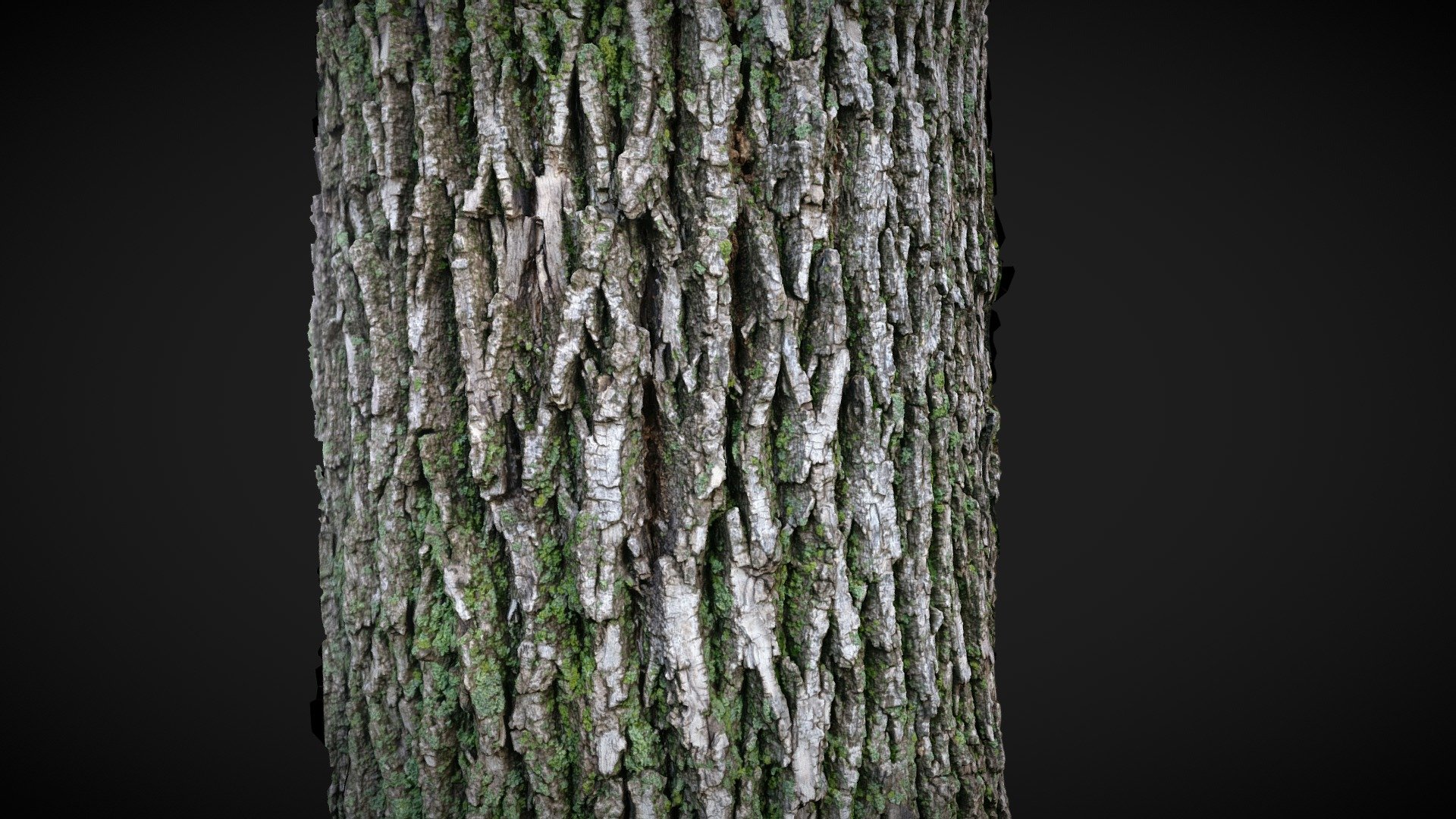 tree trunk surface high details 01 - Buy Royalty Free 3D model by 3D ...