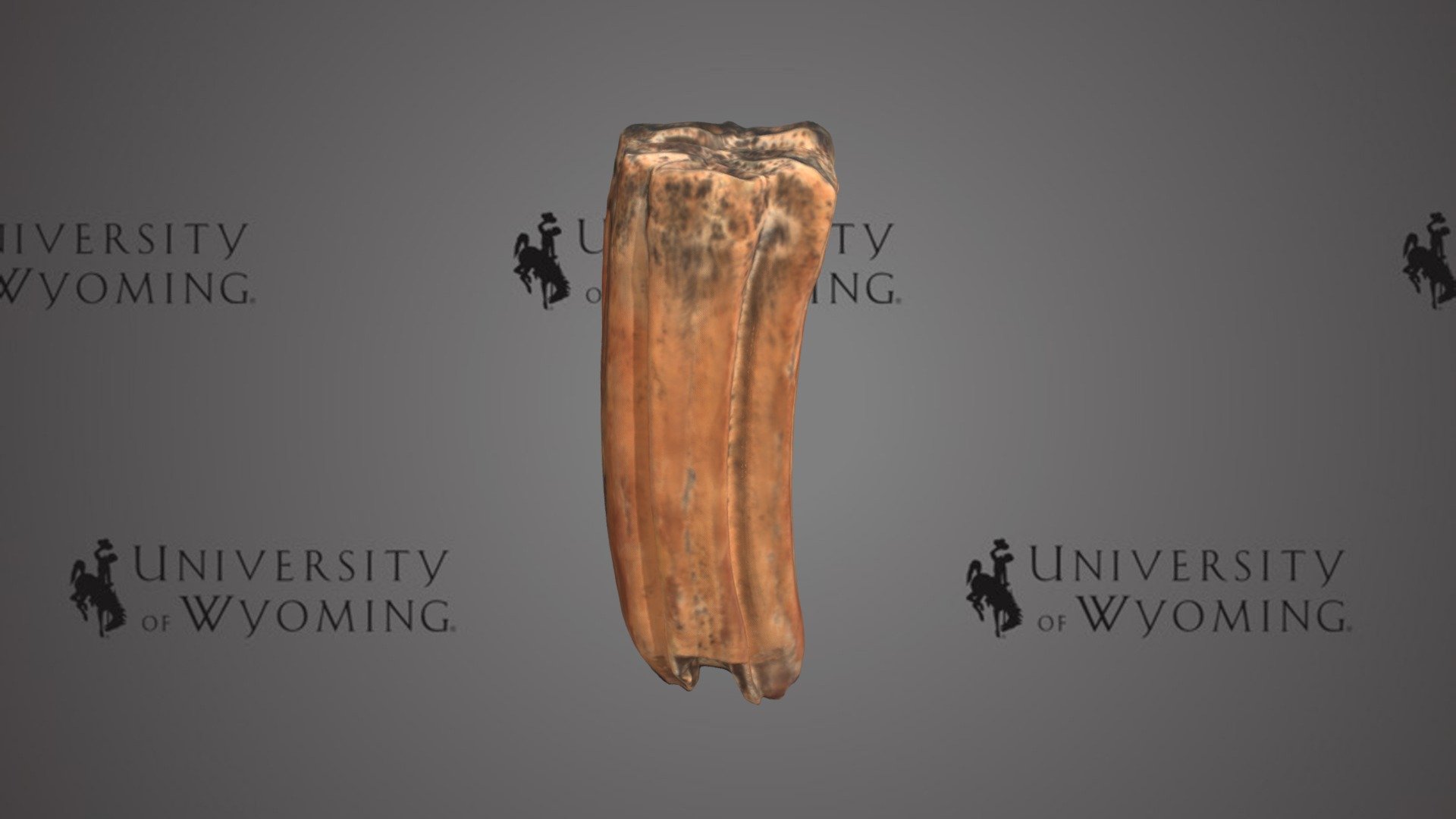 UW 50922 - Equus, Upper Left Molar - Download Free 3D model by ...
