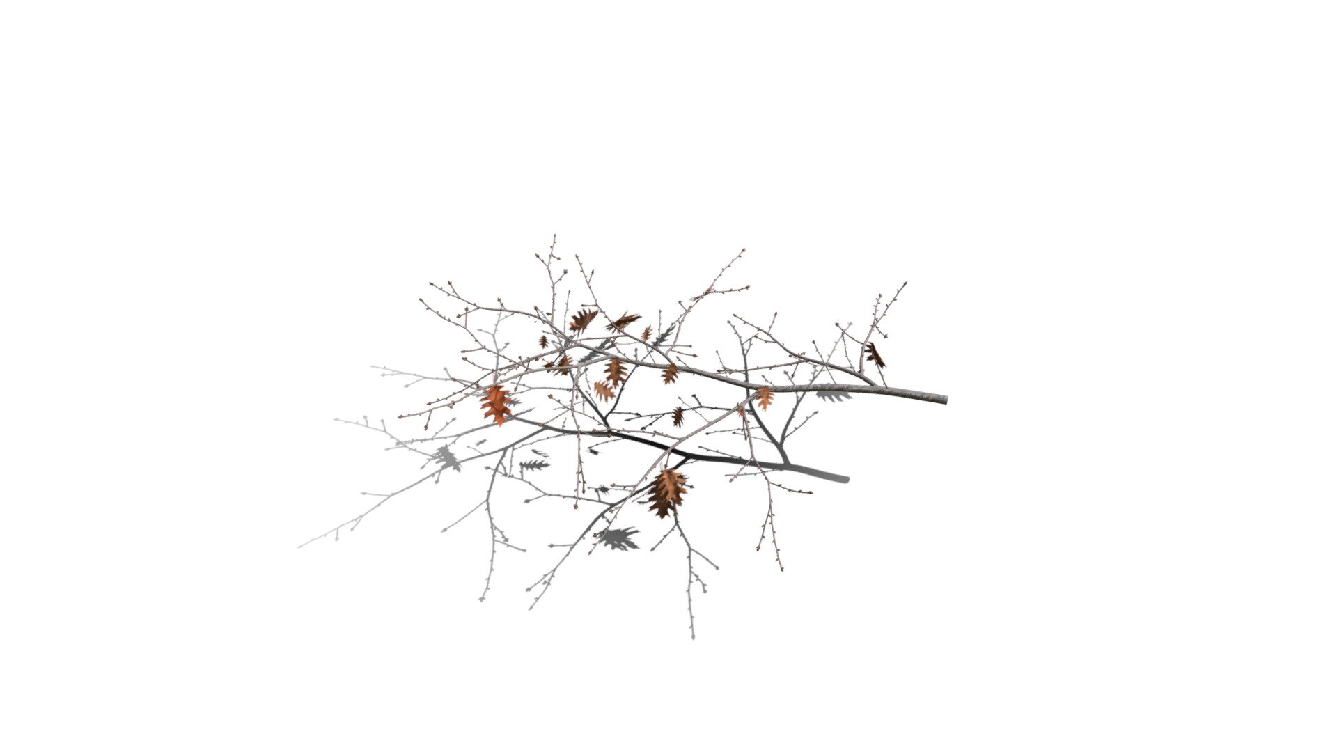 Realistic HD Northern red oak branch (3/3) - Download Free 3D model by ...