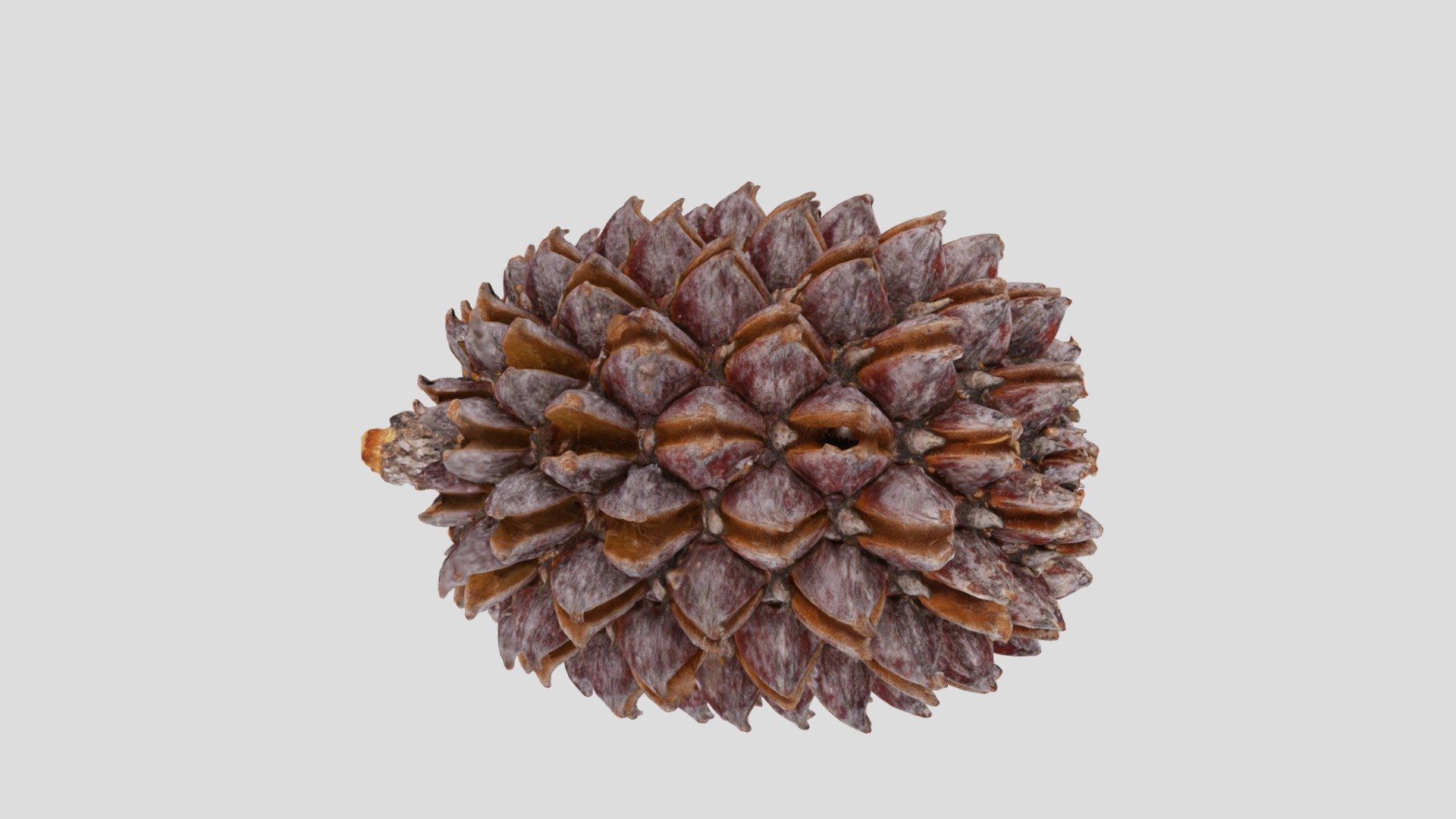 Sheoak (casurina) seed cone - Download Free 3D model by ianhak [6dcfe56 ...
