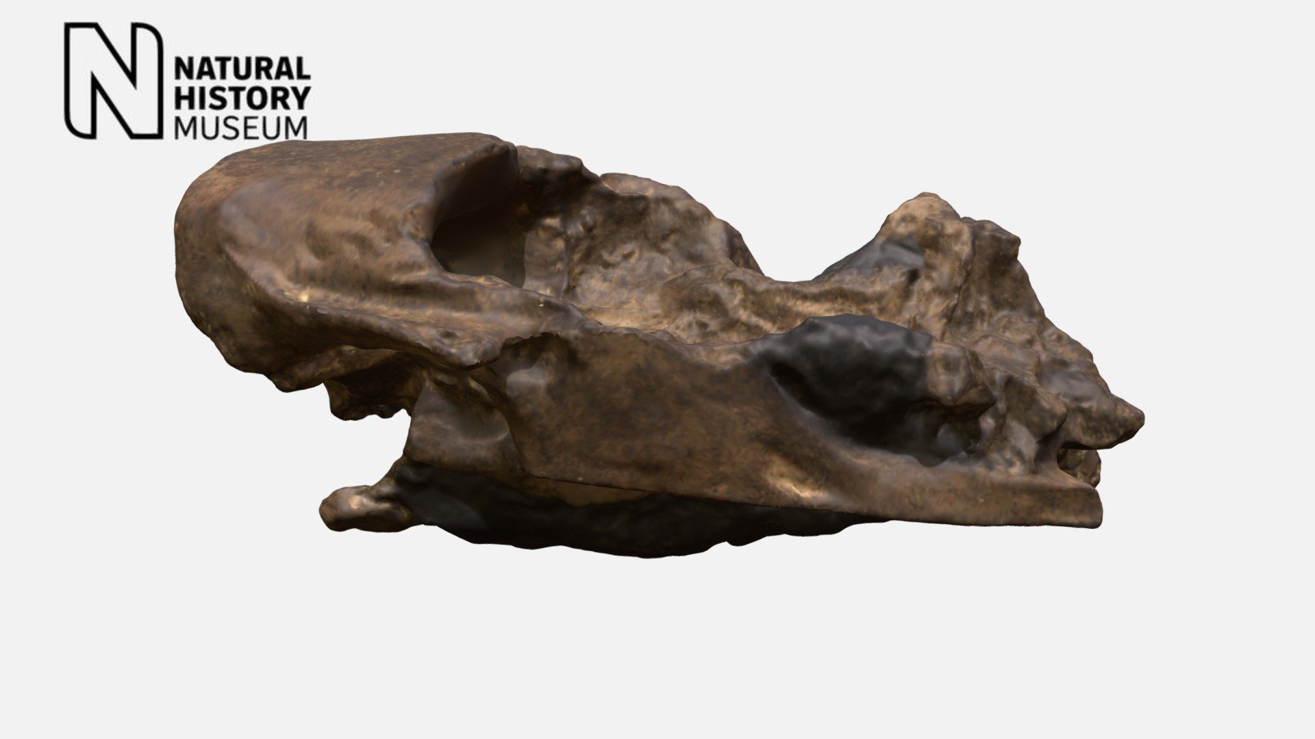 Scelidotherium leptocephalum - skull cast - Download Free 3D model by ...