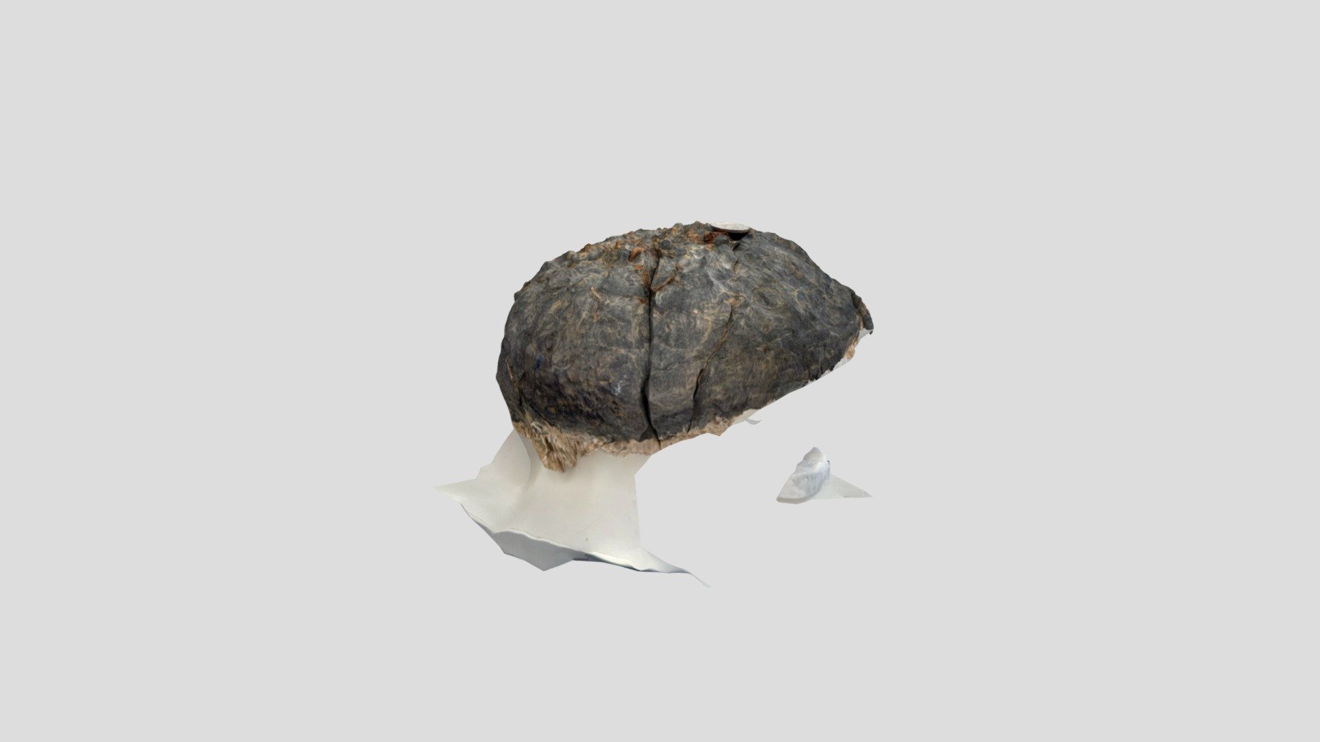 Lester - Download Free 3D model by Charlie (@cverdel) [6dd4f9e] - Sketchfab