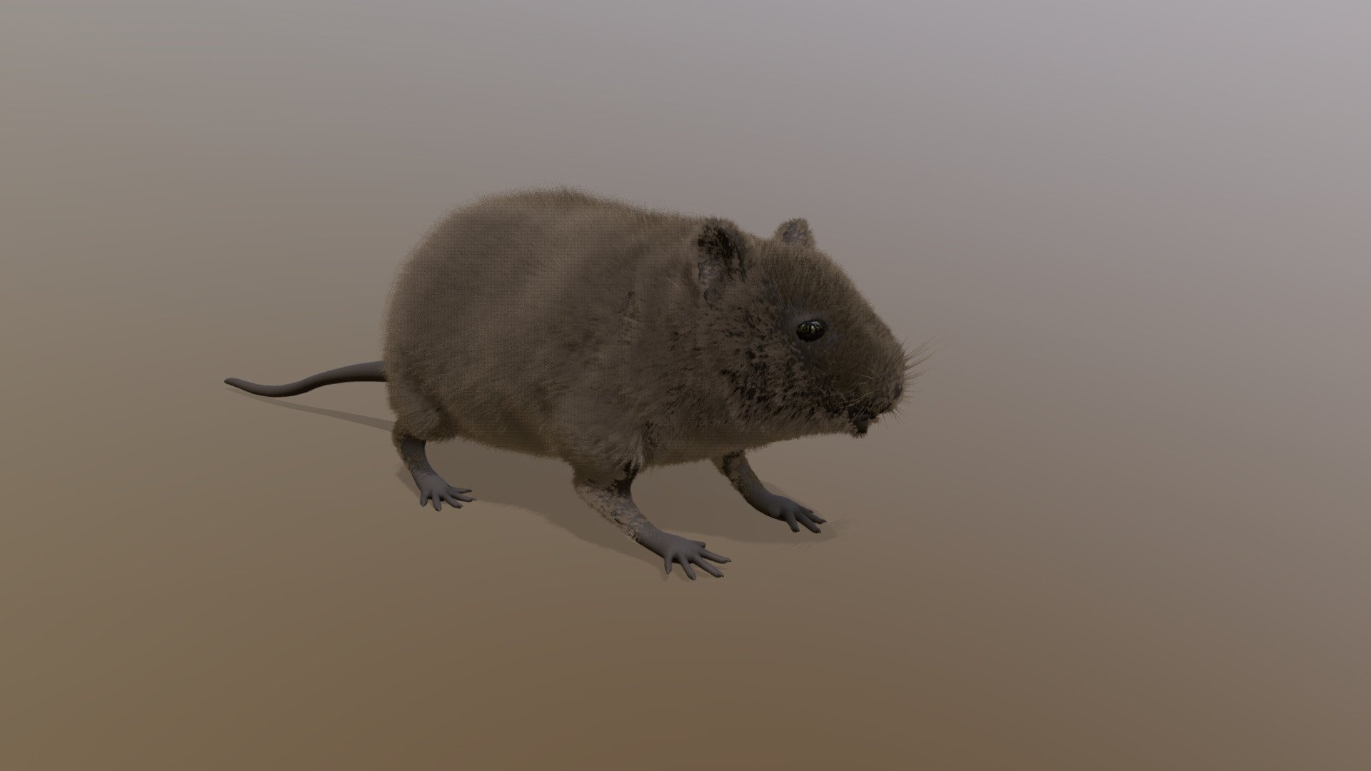 Mymomys savini - 3D model by Paleobiome [6dd5669] - Sketchfab