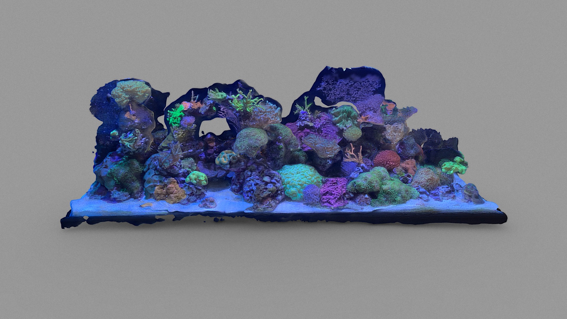 Zack's corals - 3D model by alban [6ddaa20] - Sketchfab