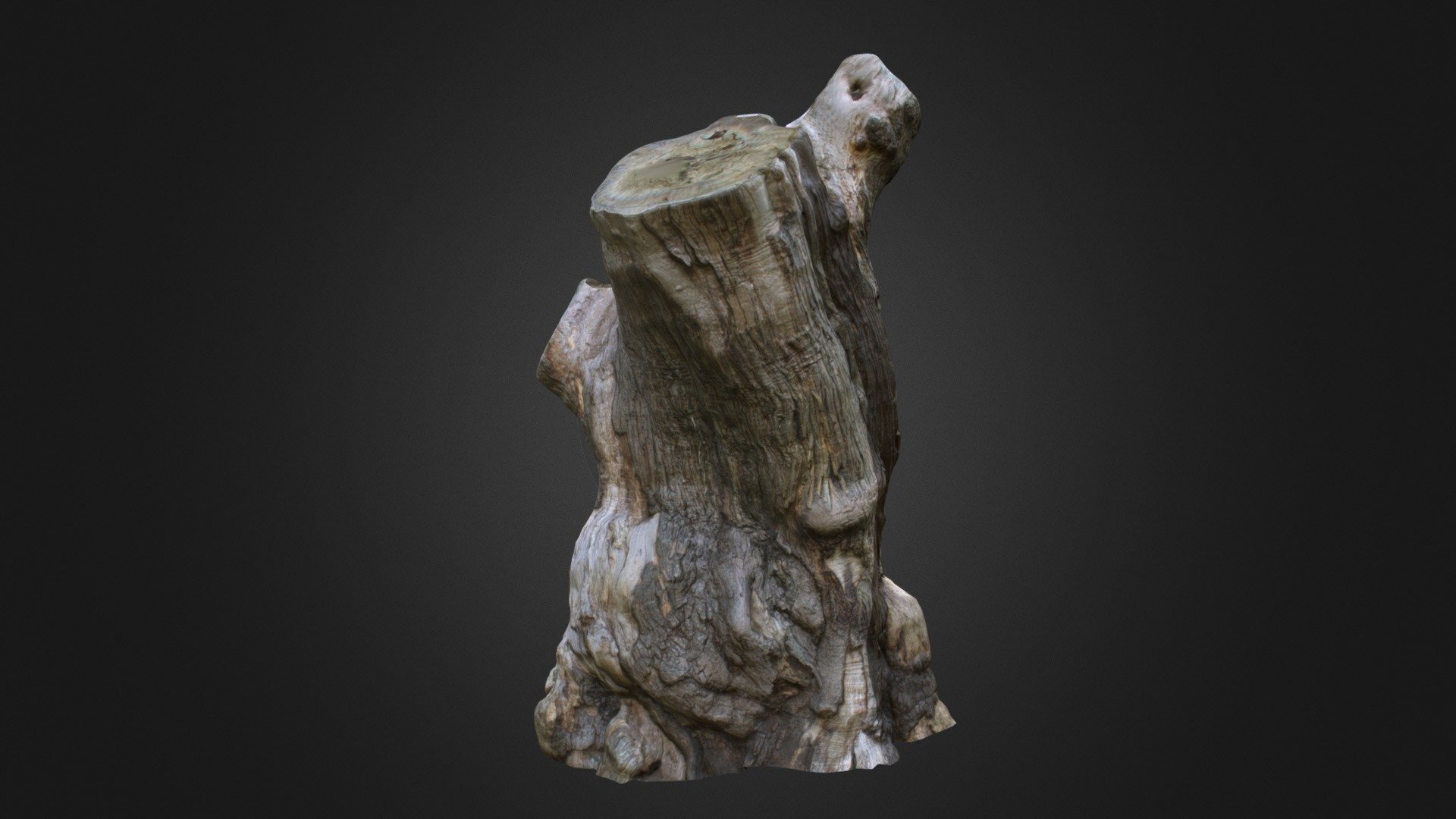 Tree - Photogrammetry Scan - 3D model by msoutov [6ddc2aa] - Sketchfab