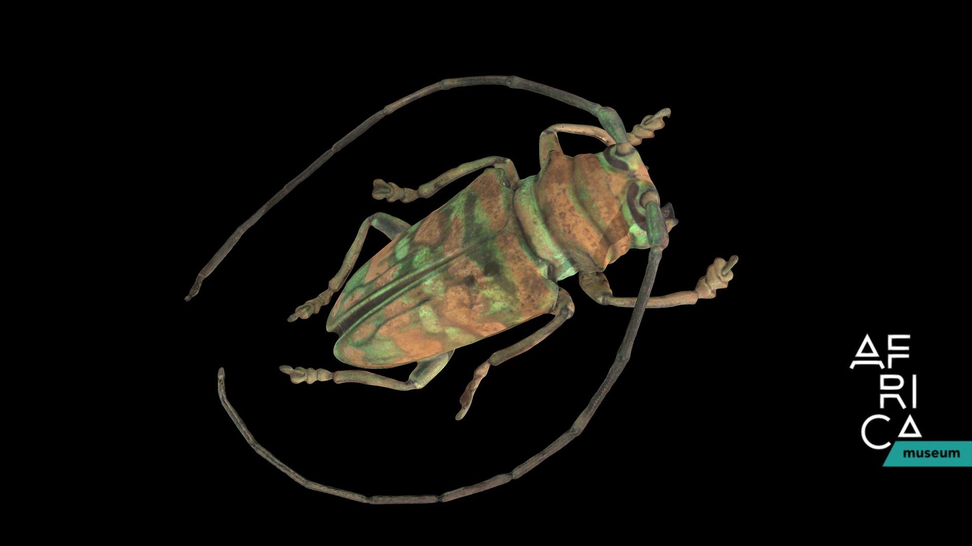Sternotomis mirabelis - 3D model by Royal Museum for Central Africa ...
