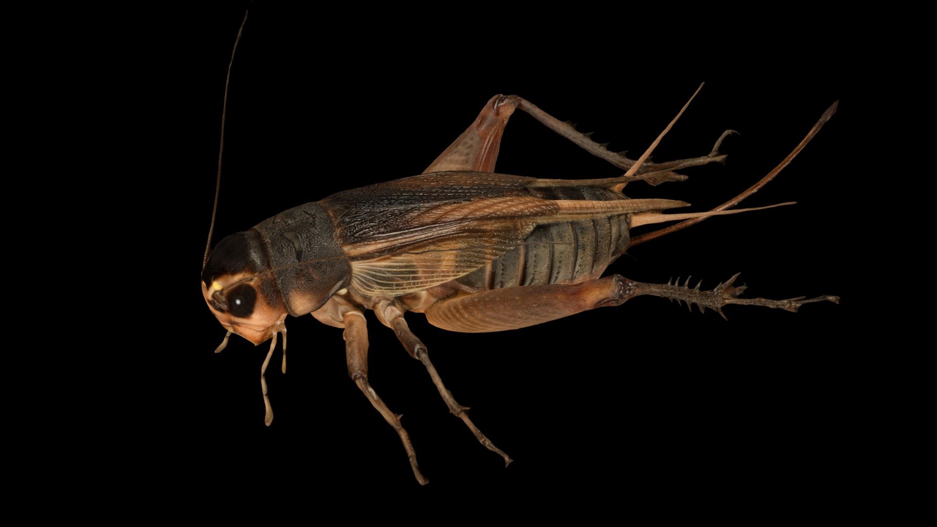 CC0 エンマコオロギ 🦗 ♀ Emma Field Cricket, T. emma - Download Free 3D model by ...