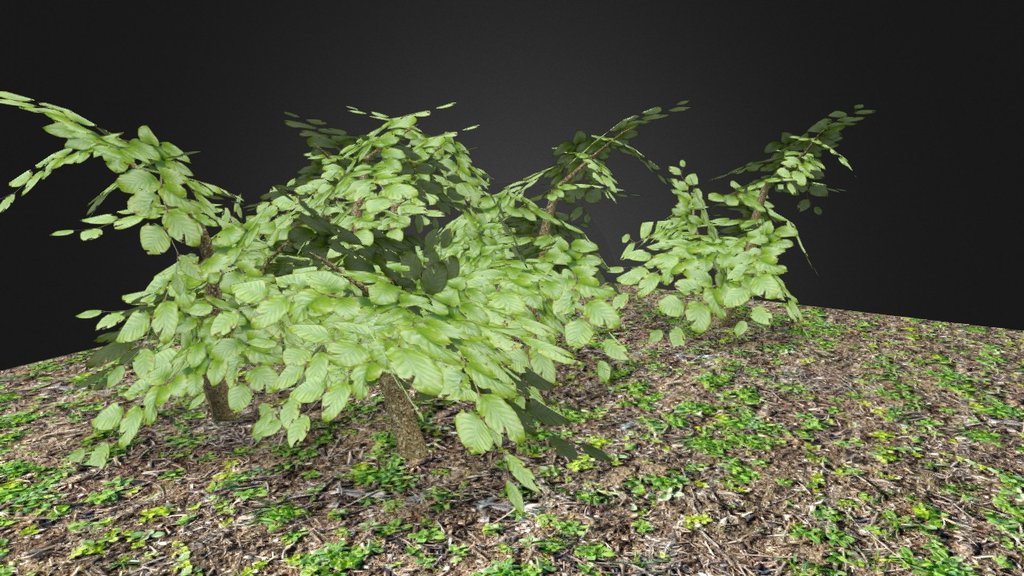 Plant - 3D model by blenderbug [6deae93] - Sketchfab