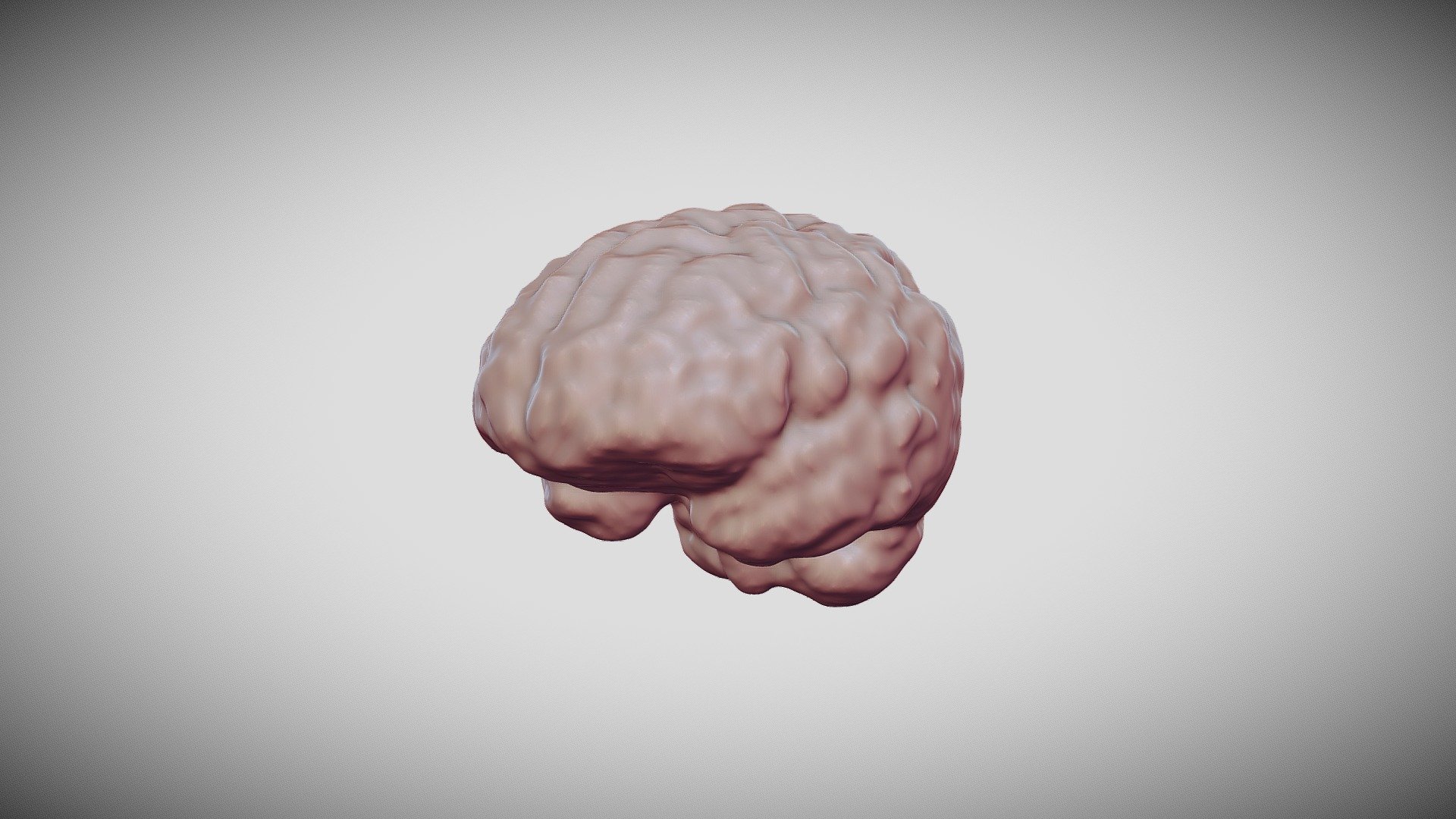 T1 Brain segmentation - Download Free 3D model by tsrmadmin [6deb2ad ...