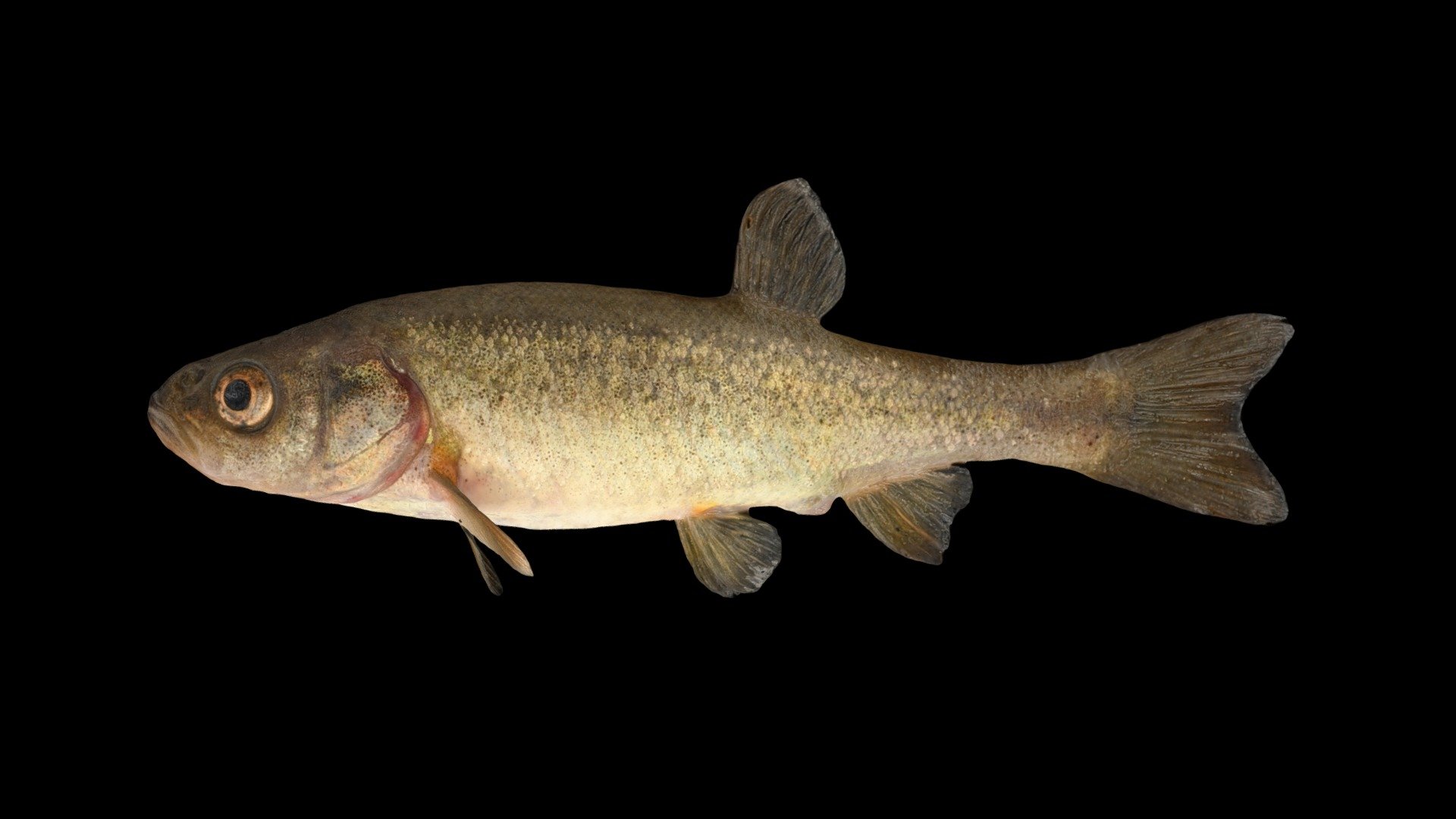 ヤチウグイ ♀ Yachi Swamp Minnow, R. p. sachalinensis - Download Free 3D ...