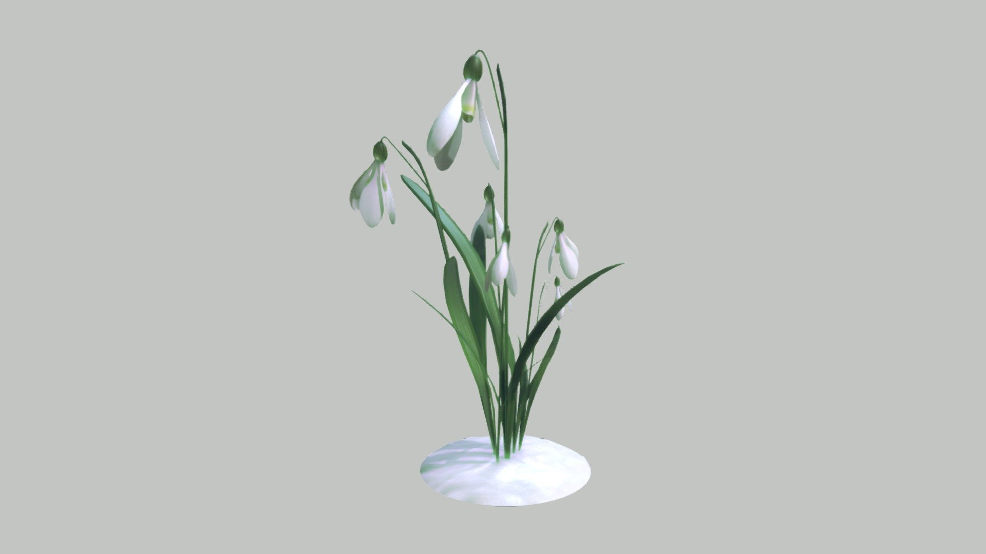 Galanthus (Snowdrop) - 3D model by r-burba [6df102e] - Sketchfab