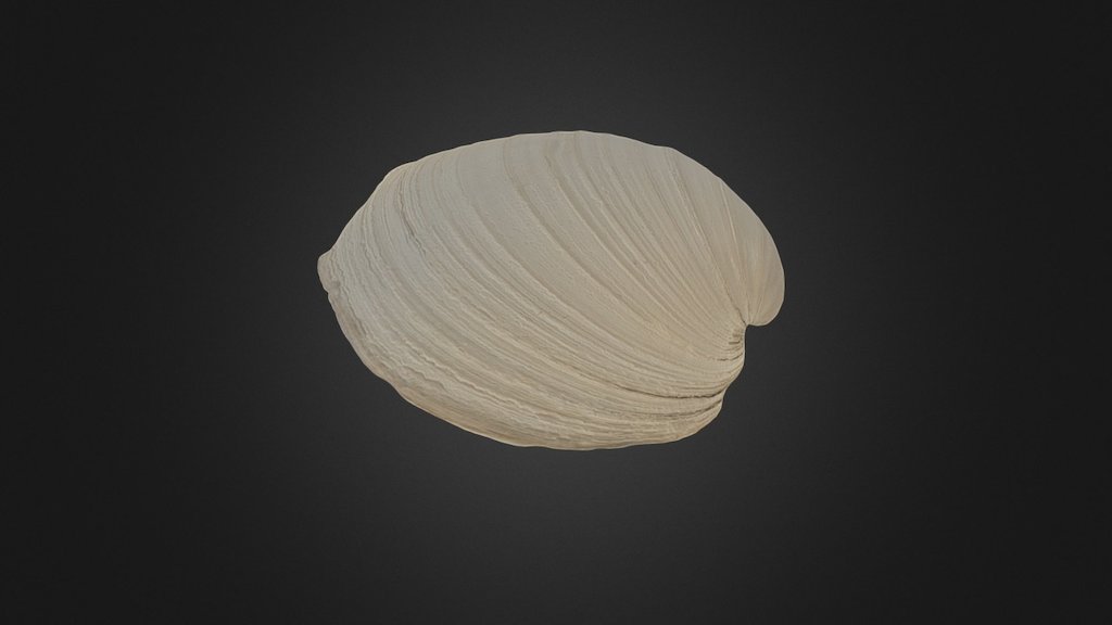 Sea Shell - High Res - 3D model by TheLastVertex [6df2655] - Sketchfab