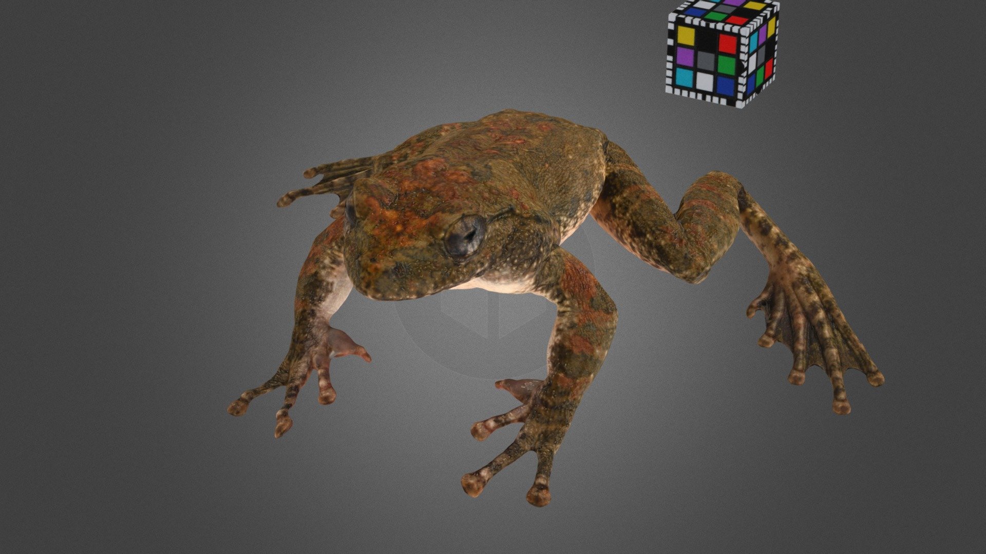 カジカガエル 🐸 ♂ Kajika Frog, Buergeria buergeri - 3D model by ffish.asia ...