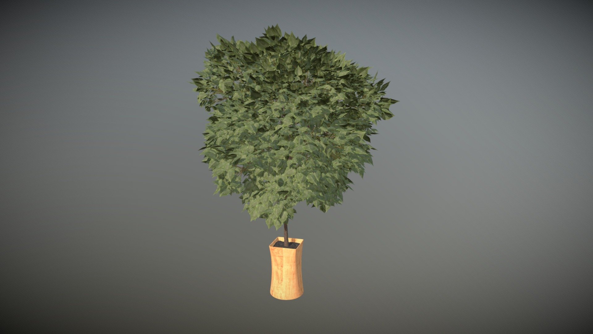 Little Tree - 3D model by Keng.Grosky [6df57bf] - Sketchfab