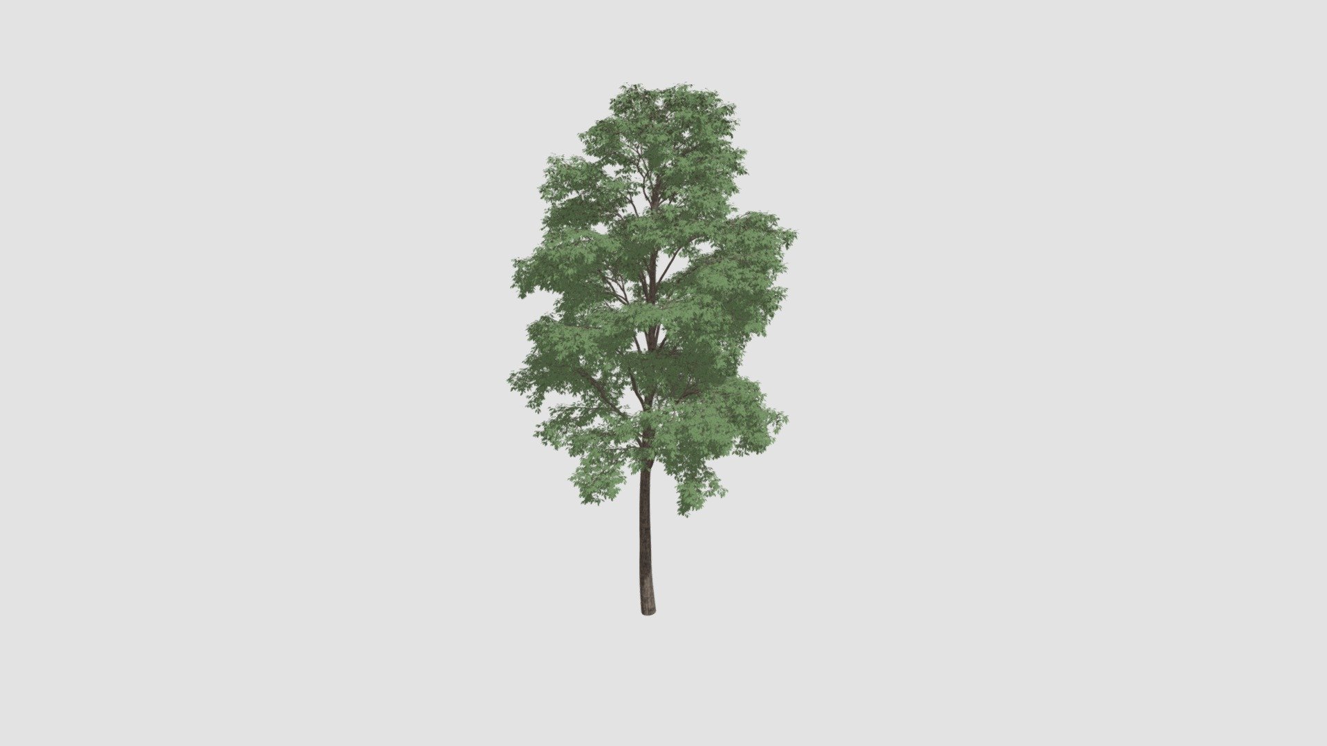 Bucida buceras - Buy Royalty Free 3D model by Evermotion [6df9e71 ...