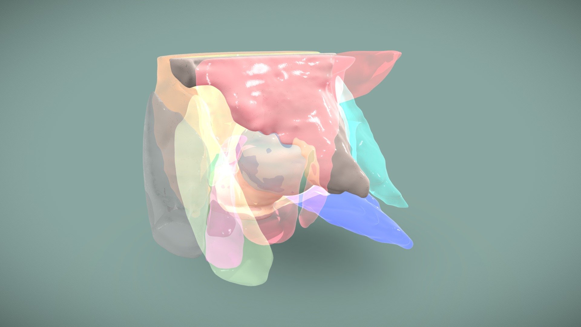 Hip Segmentation Textured - 3D model by APIL (@apil_tgh) [6dfc5f7 ...