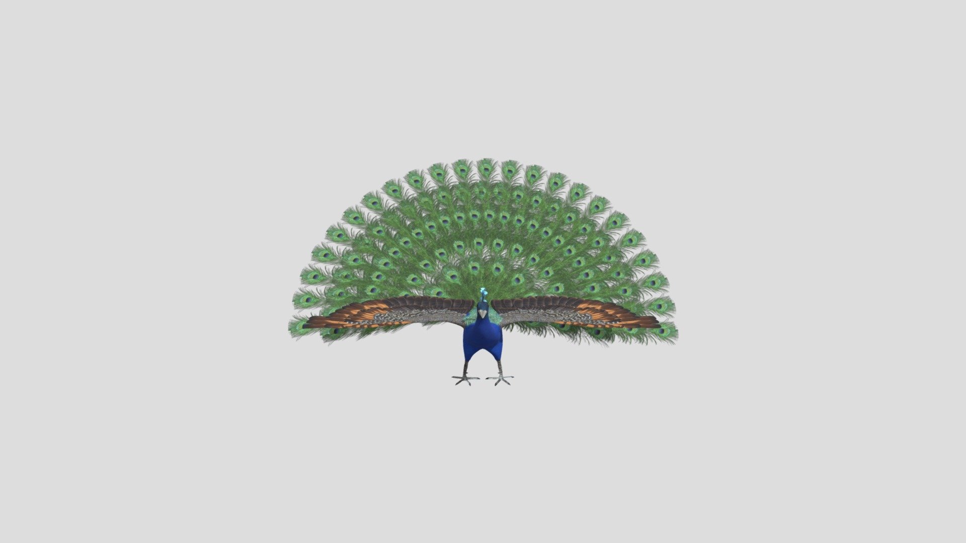 Peacock 3d model - 3D model by Yuvi...... (@tallapakavenkateshtallapaka ...