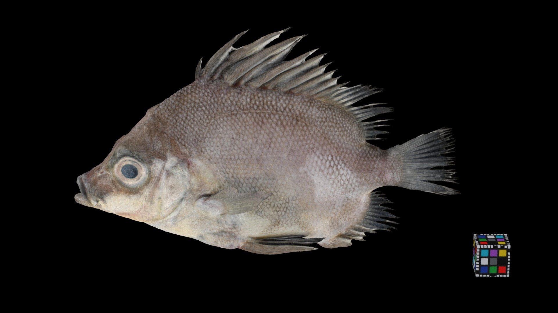 ツボダイ Japanese Armorhead, Pentaceros japonicus - Download Free 3D model ...