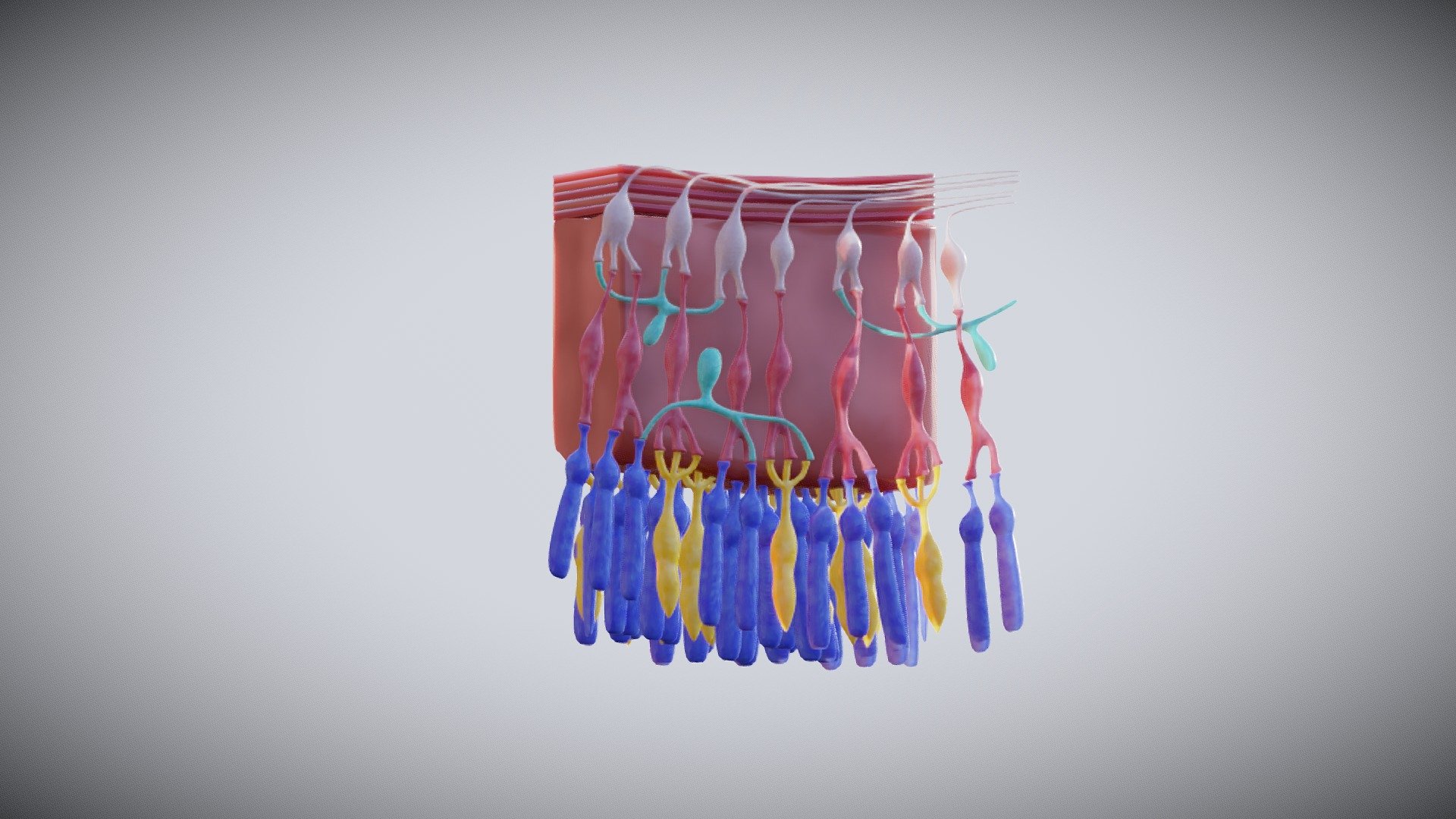 Rods-and-cones-LODx - 3D model by Vida Systems (@objects1) [6e037ed ...