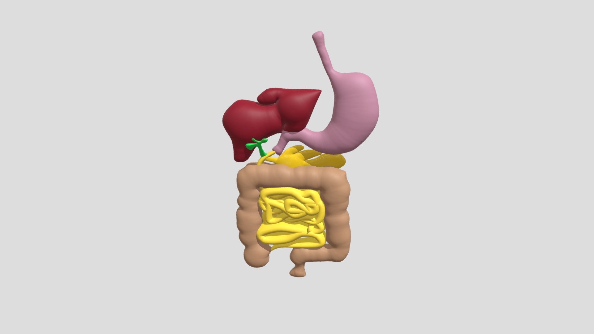 Digestive System 2 - Download Free 3D model by Naveera Zafar ...