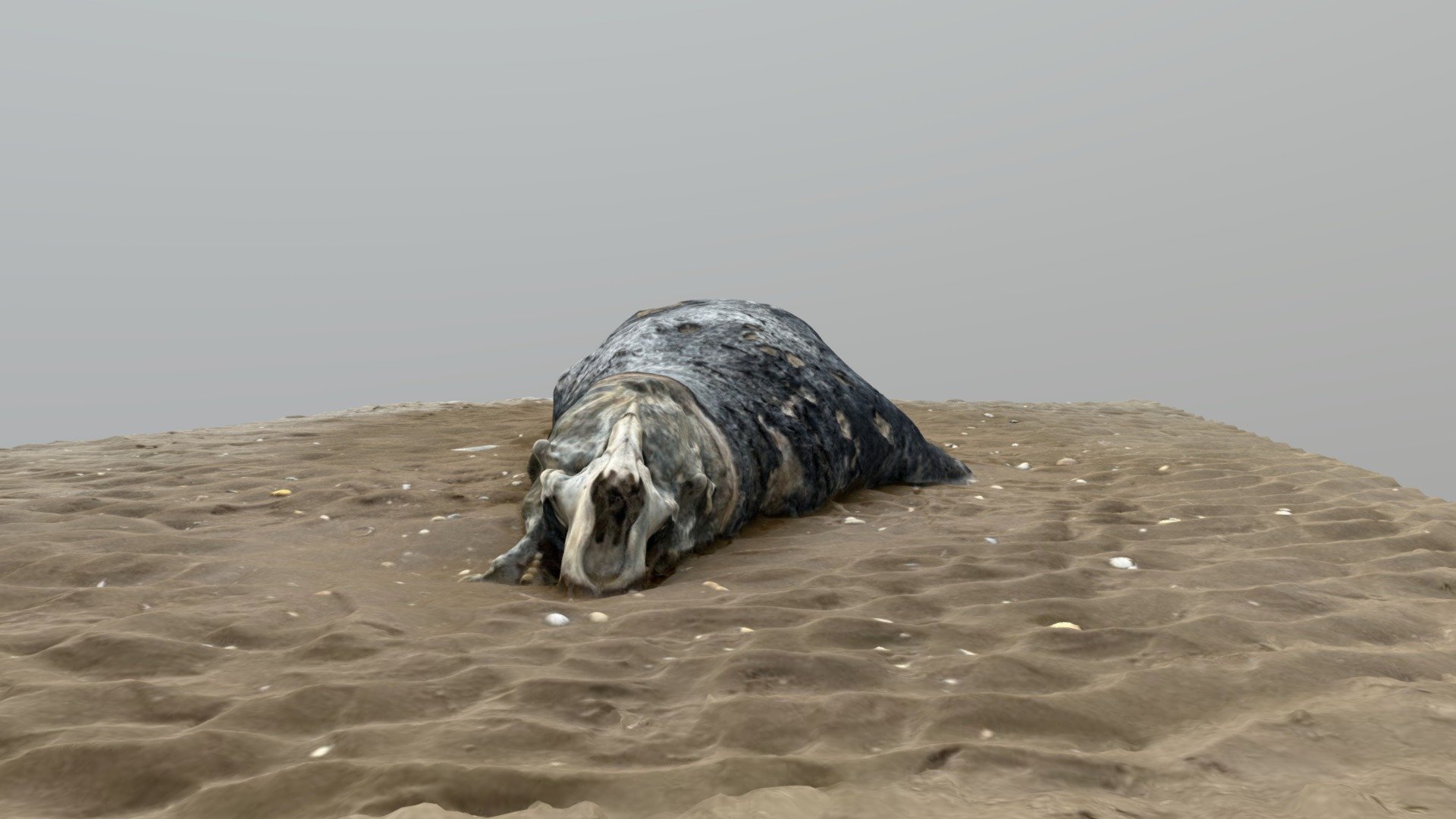 Decomposing Seal Carcass - 3D model by ARCHIV3D [6e0846a] - Sketchfab