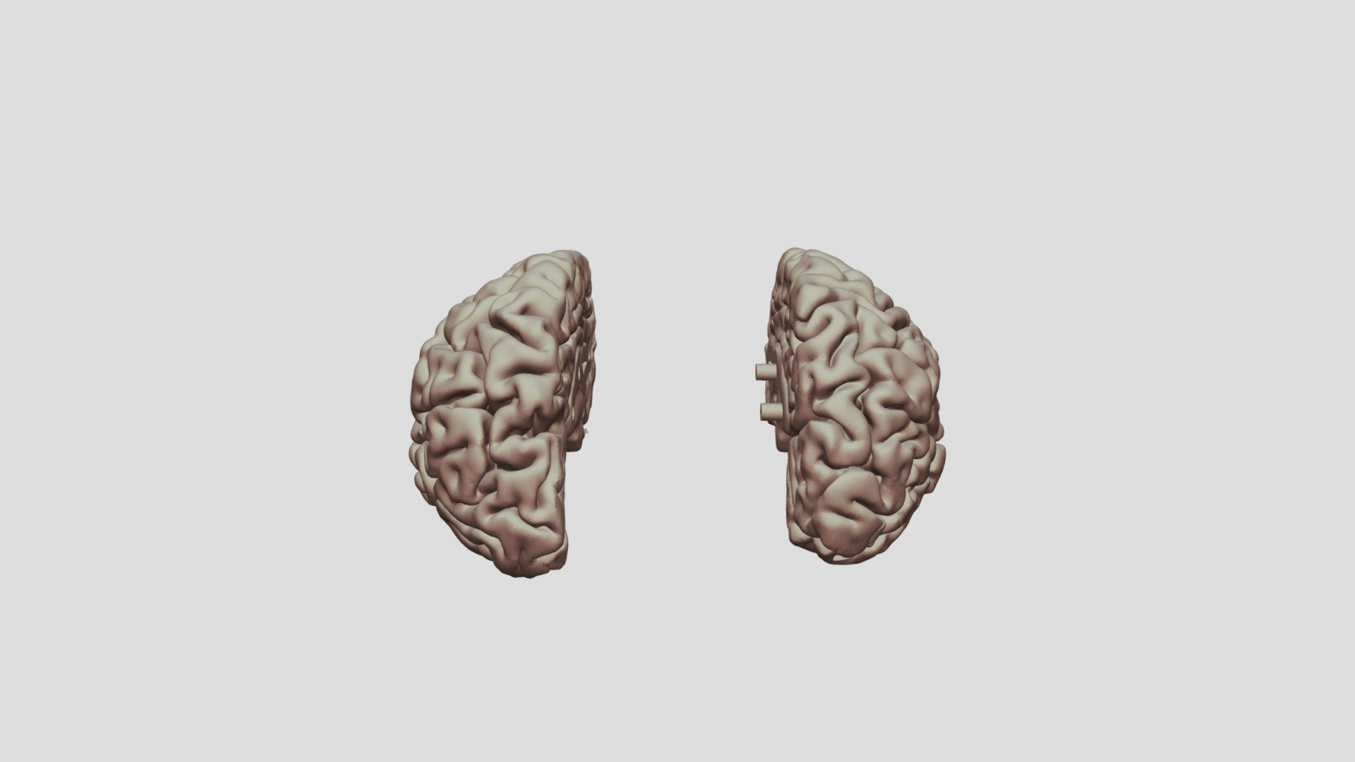 Human_Brain - 3D model by Mahmoud.Abdul.Aziz [6e08dbc] - Sketchfab